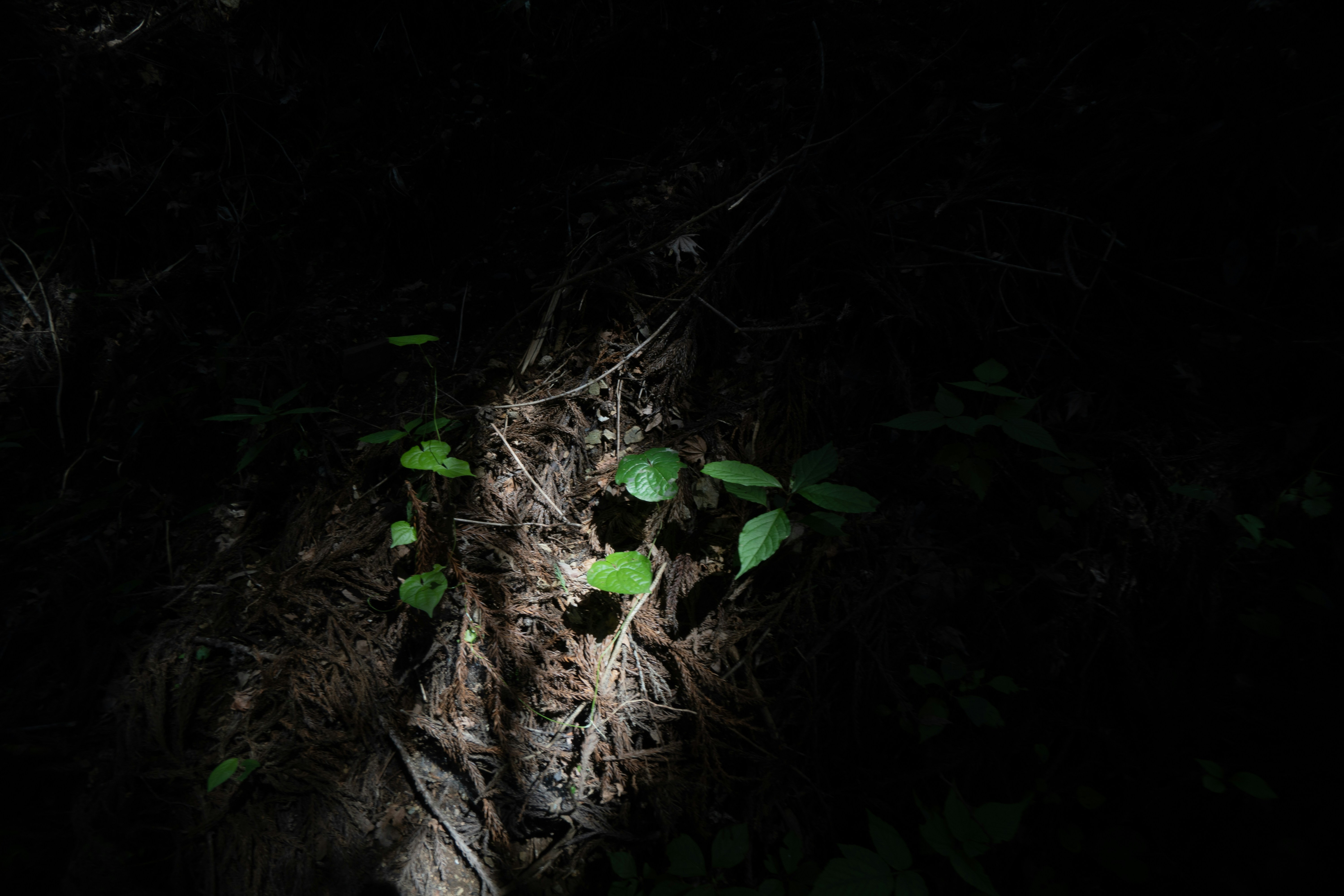 A group of plants growing in a dark area photo – Free Woods Image on ...