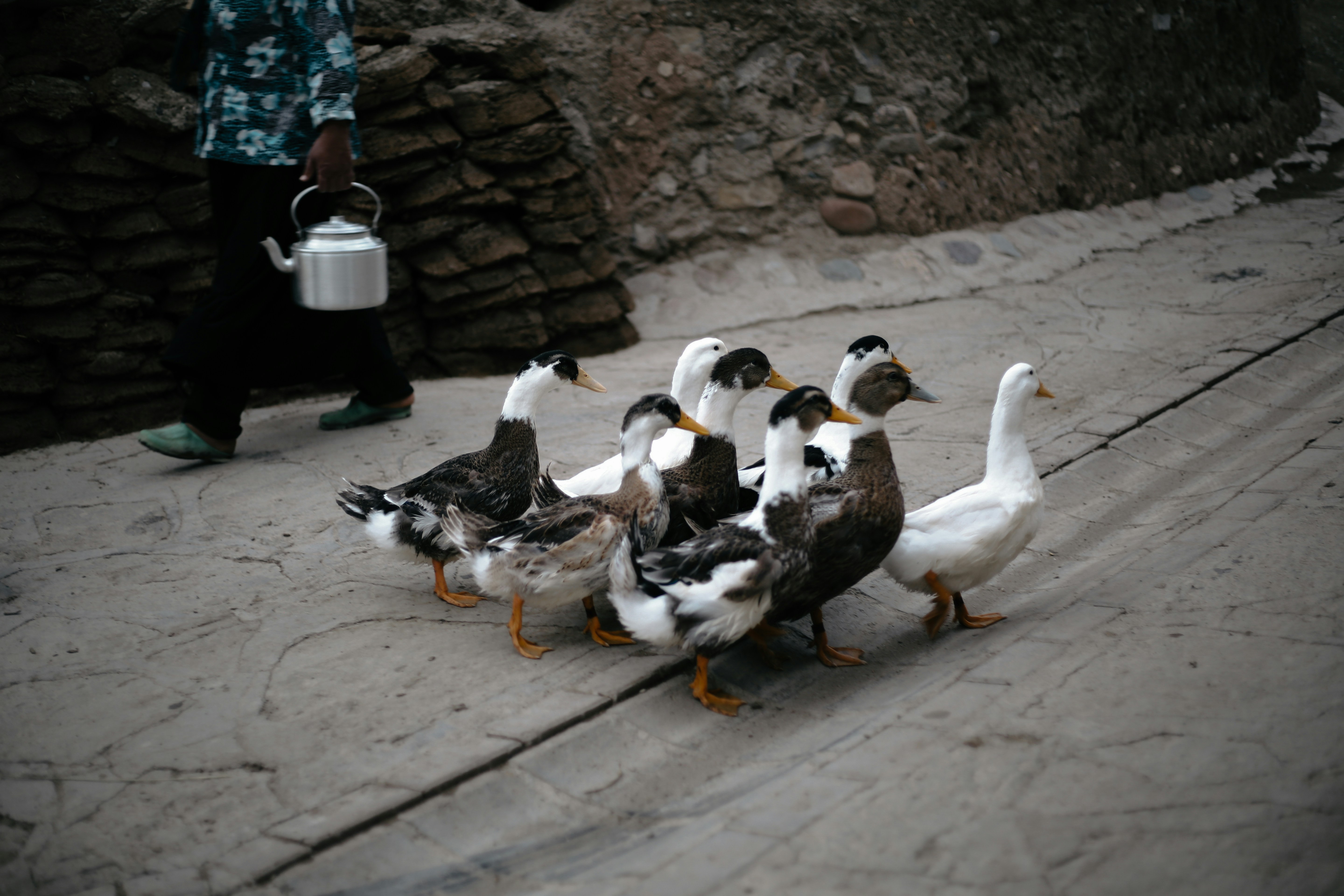 A group of ducks walking on a sidewalk photo – Free Miandoab Image on ...