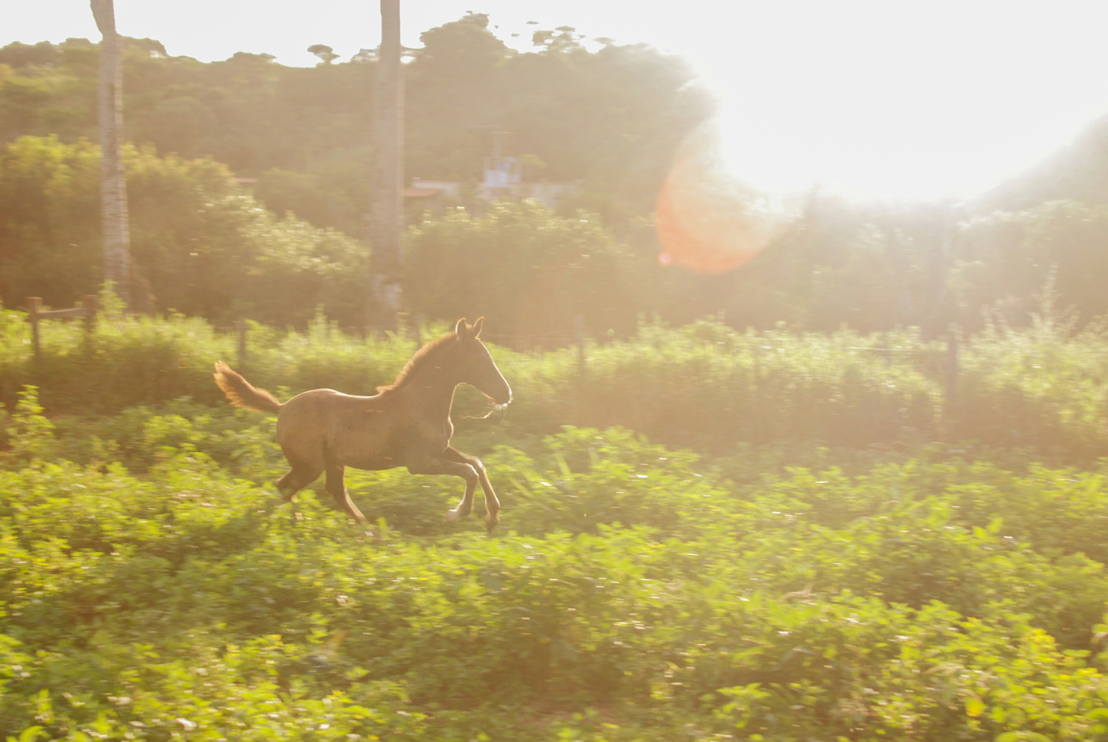 Graceful Gallop at Sunset