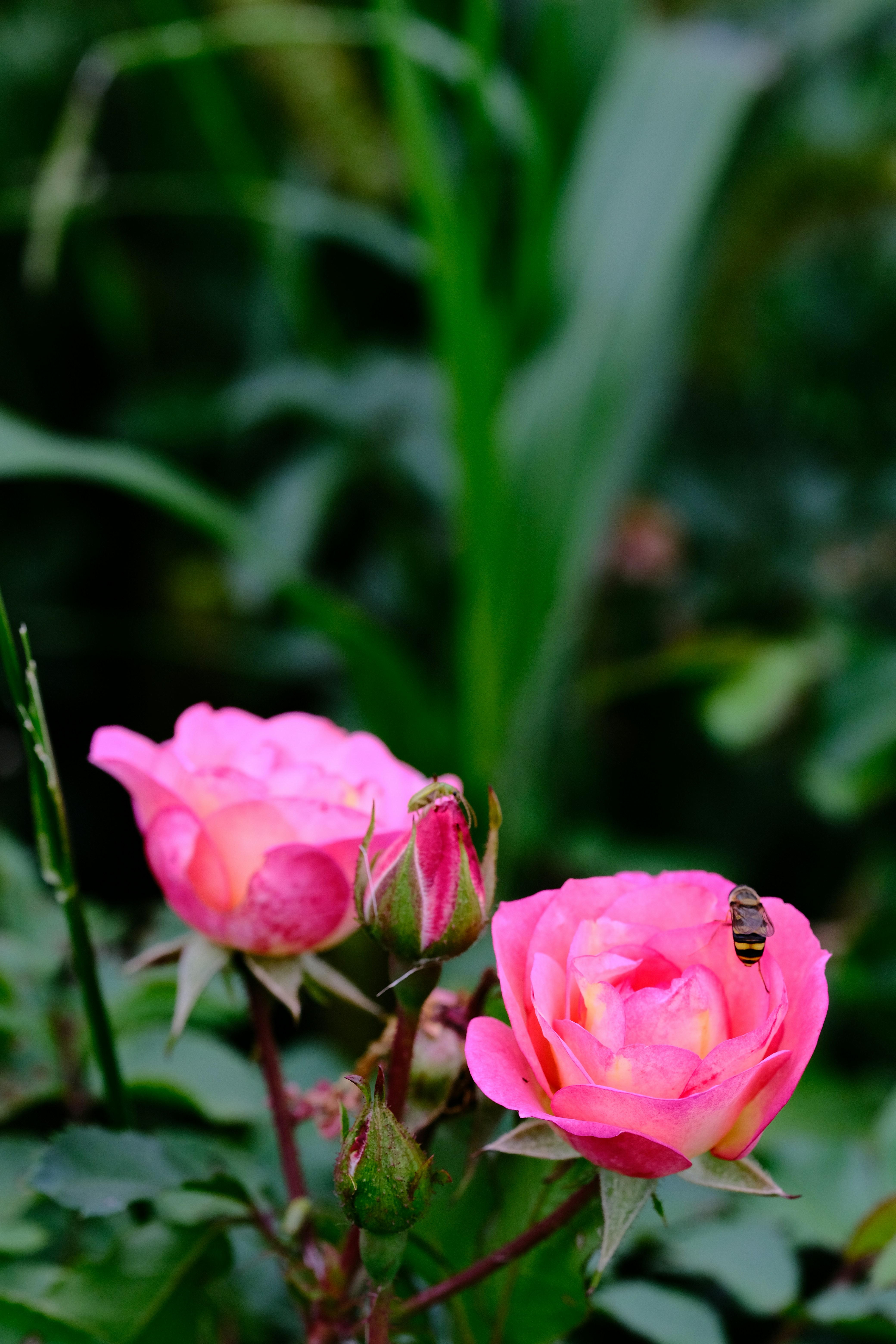 Bee on Pink Rose: A Quiet Moment in a Garden Bed