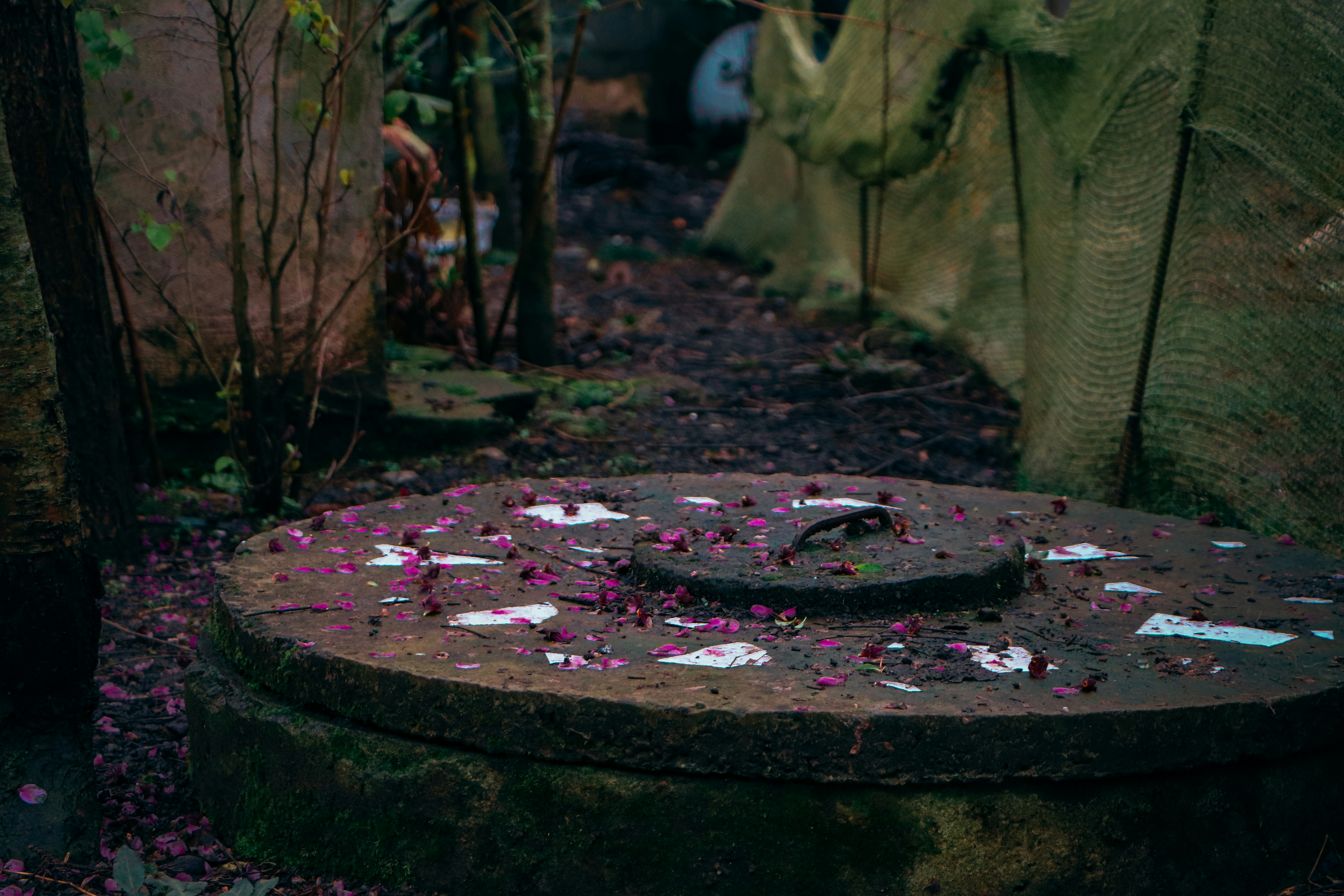 Petals on Concrete: A Quiet Urban Moment Near a Mossy Manhole