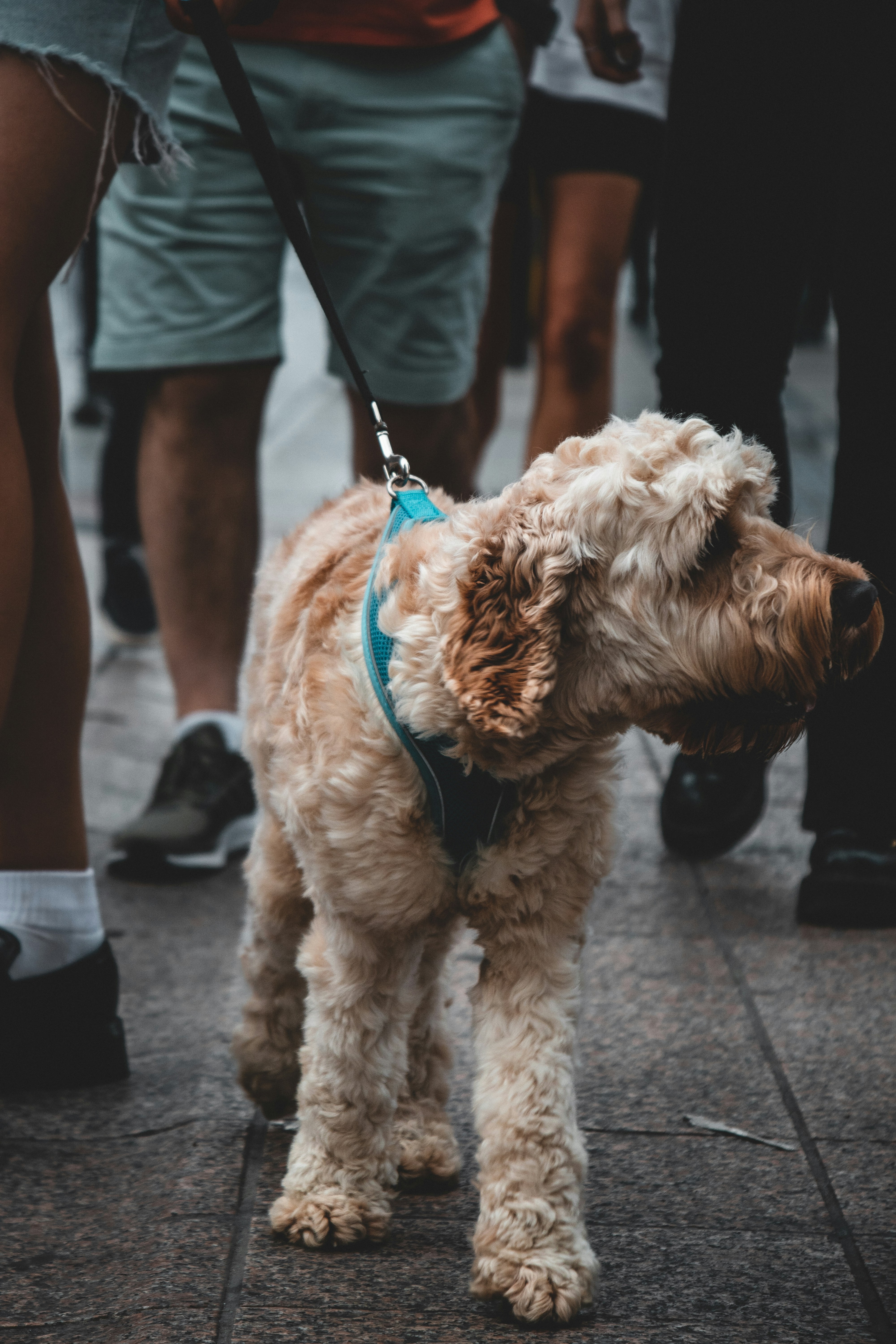 A dog on a leash photo – Free Ireland Image on Unsplash
