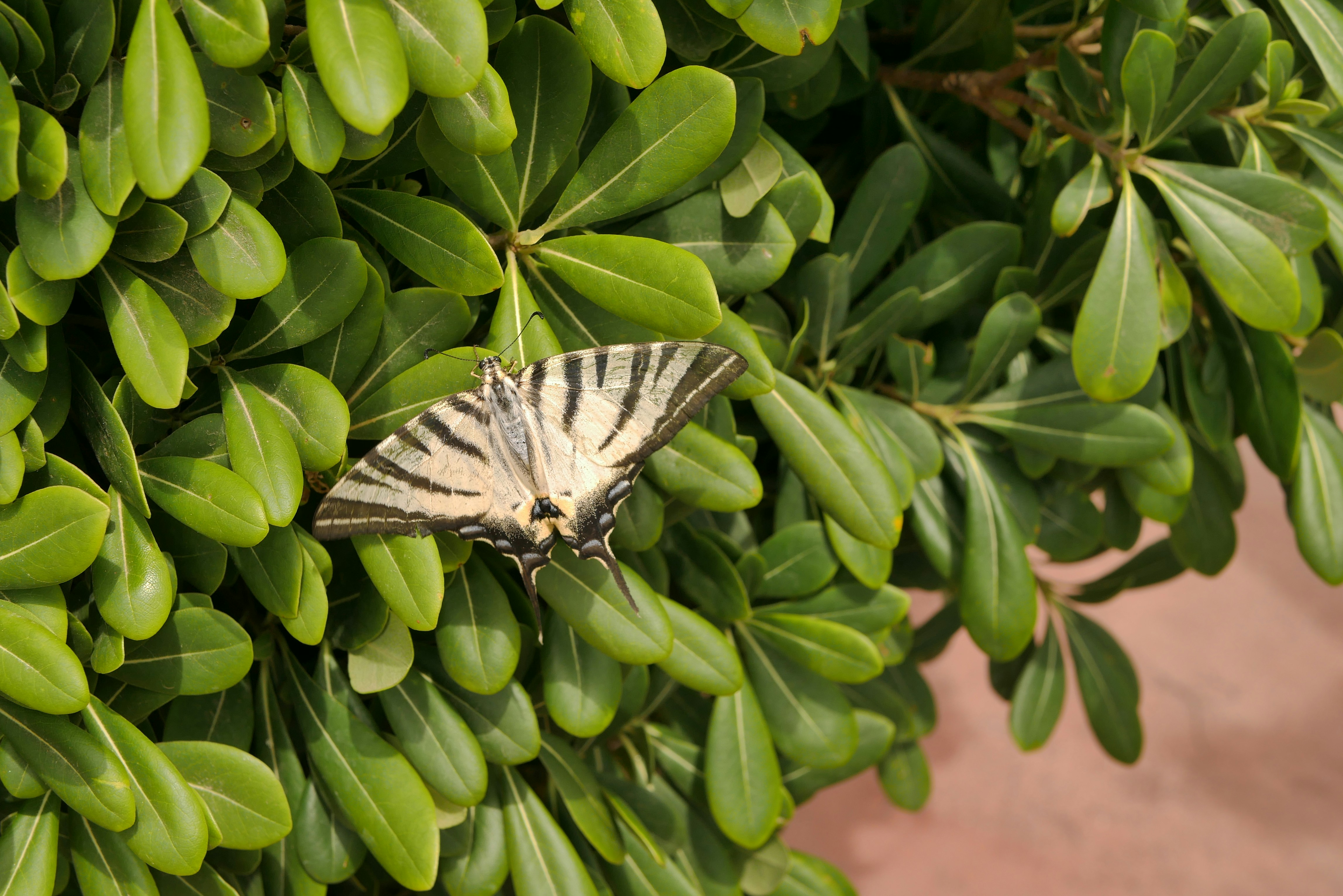 Zebra-winged butterfly on a jade shrub in quiet afternoon light