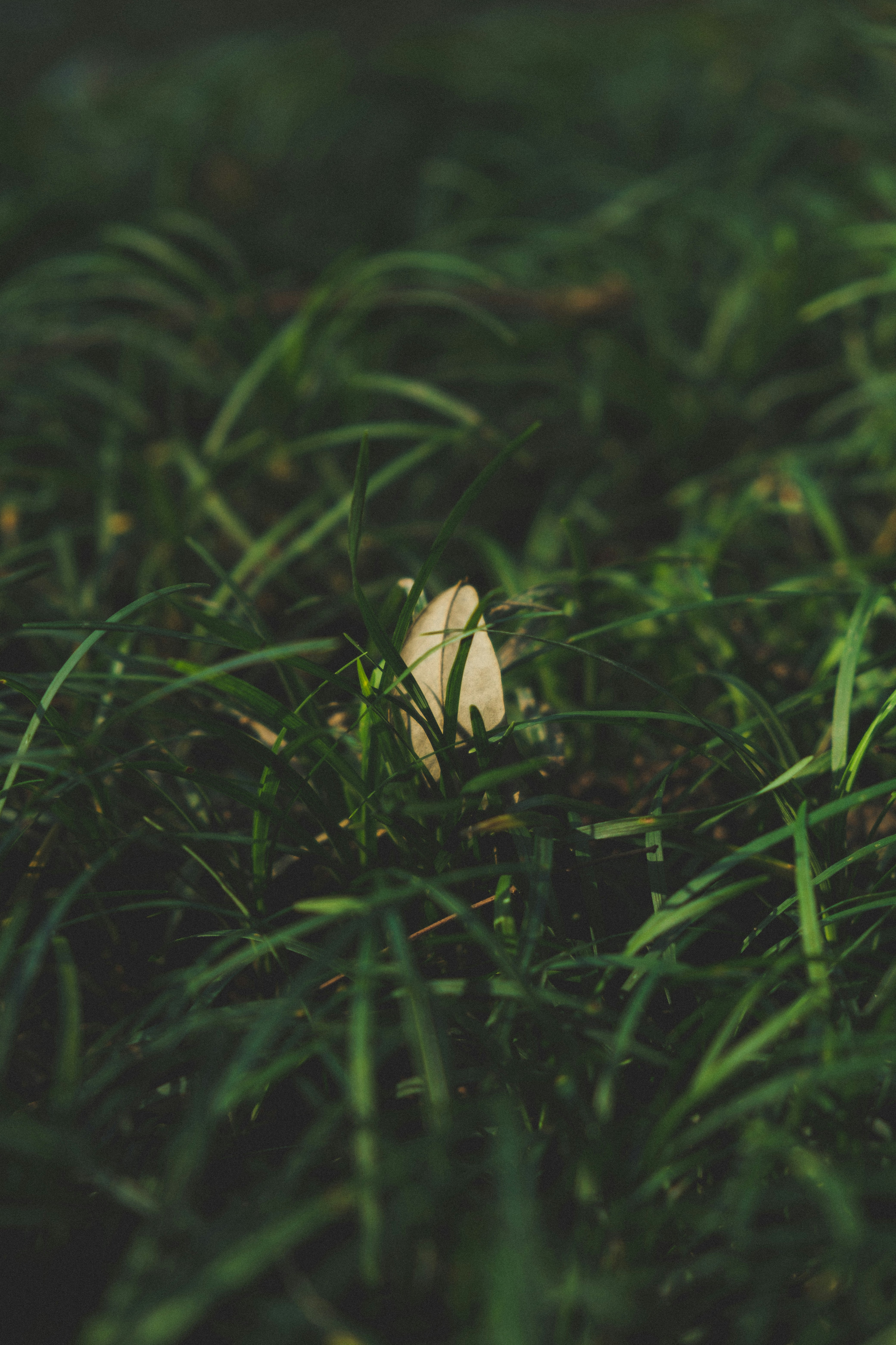 Hidden Fungus Among the Grass: A Pale Cap Peeking Through Verdant Fronds