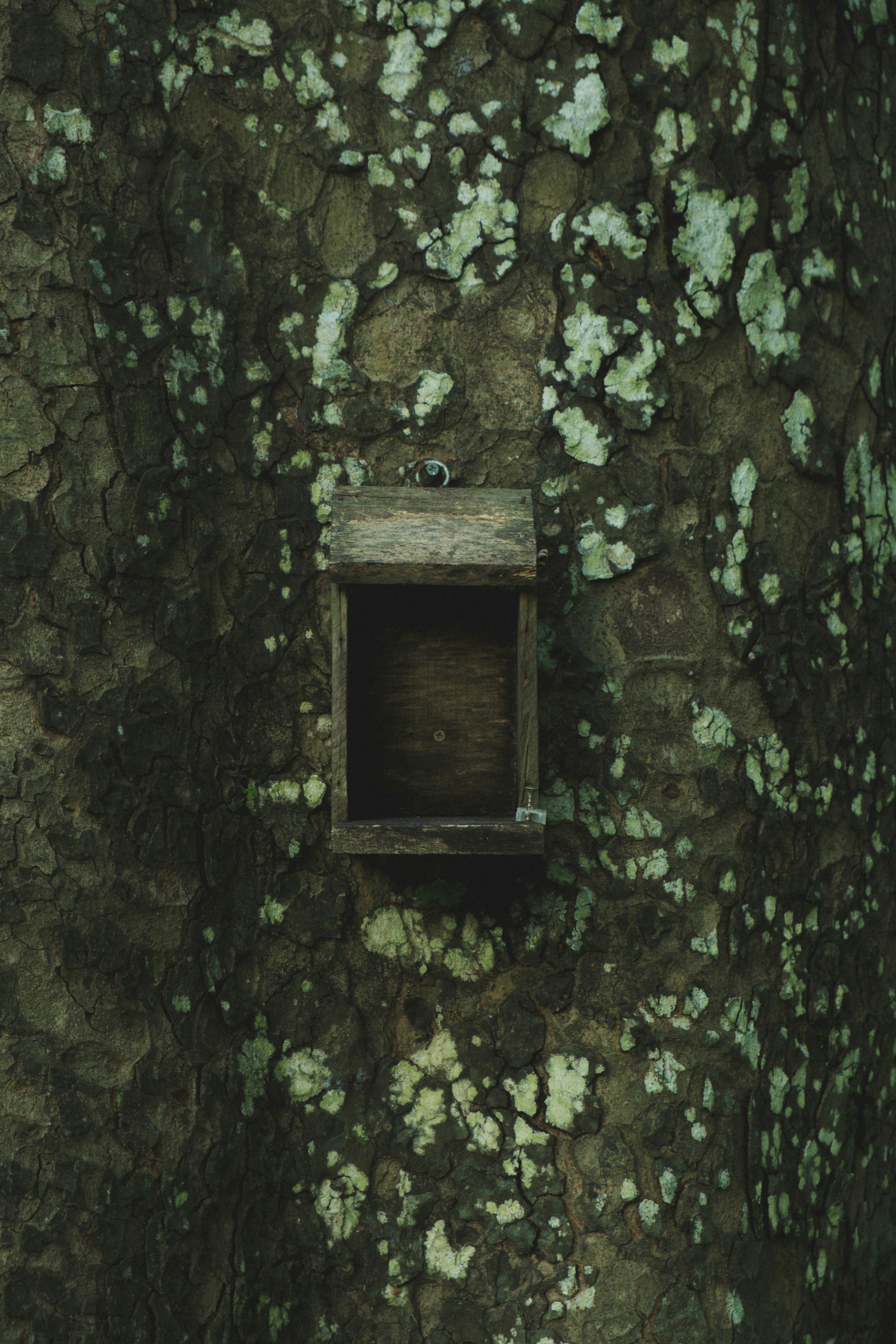 The Moss-Cloaked Nook: A Weathered Birdbox in a Trunk