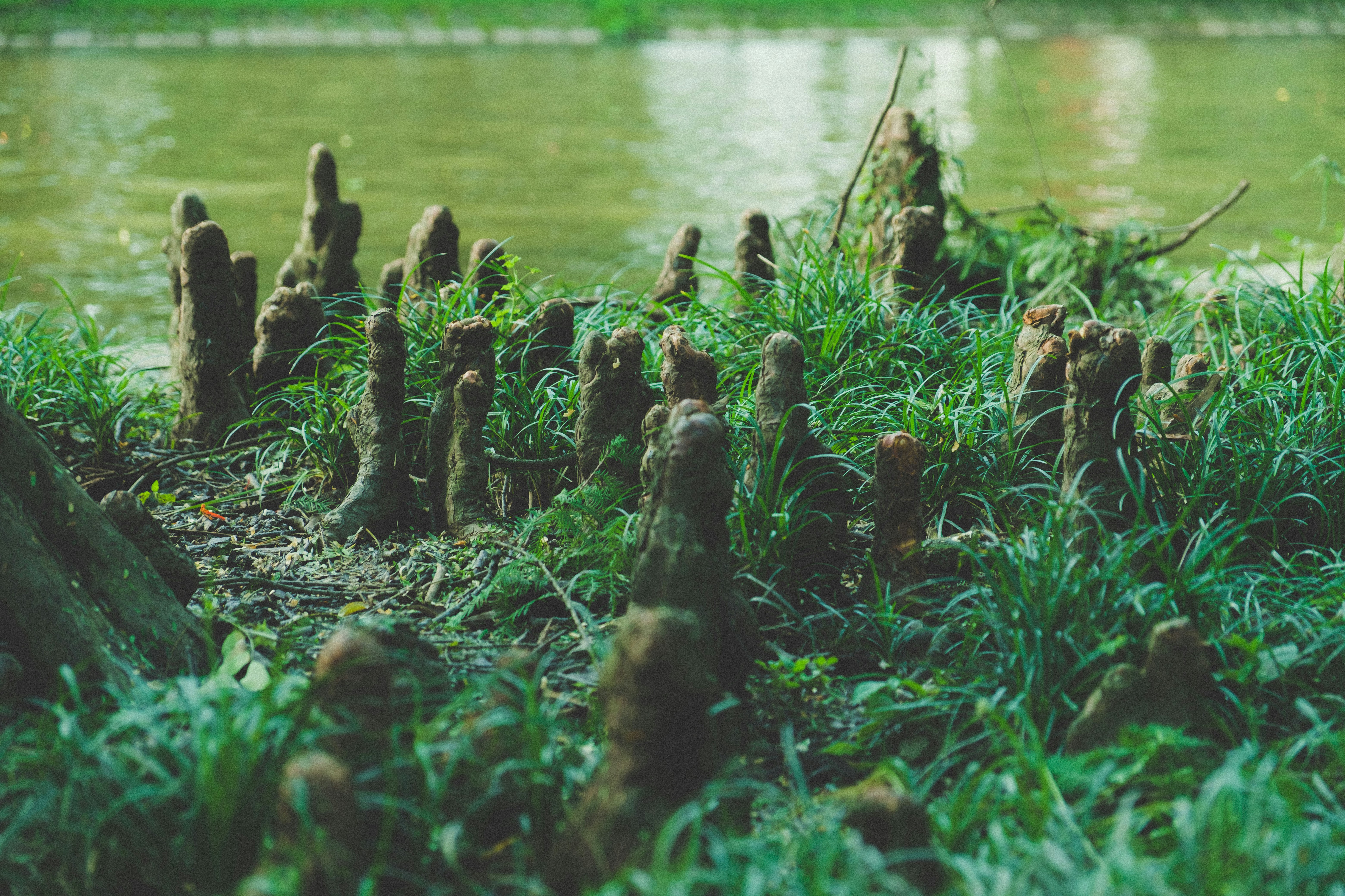 A group of trees in a swamp photo – Free Grey Image on Unsplash