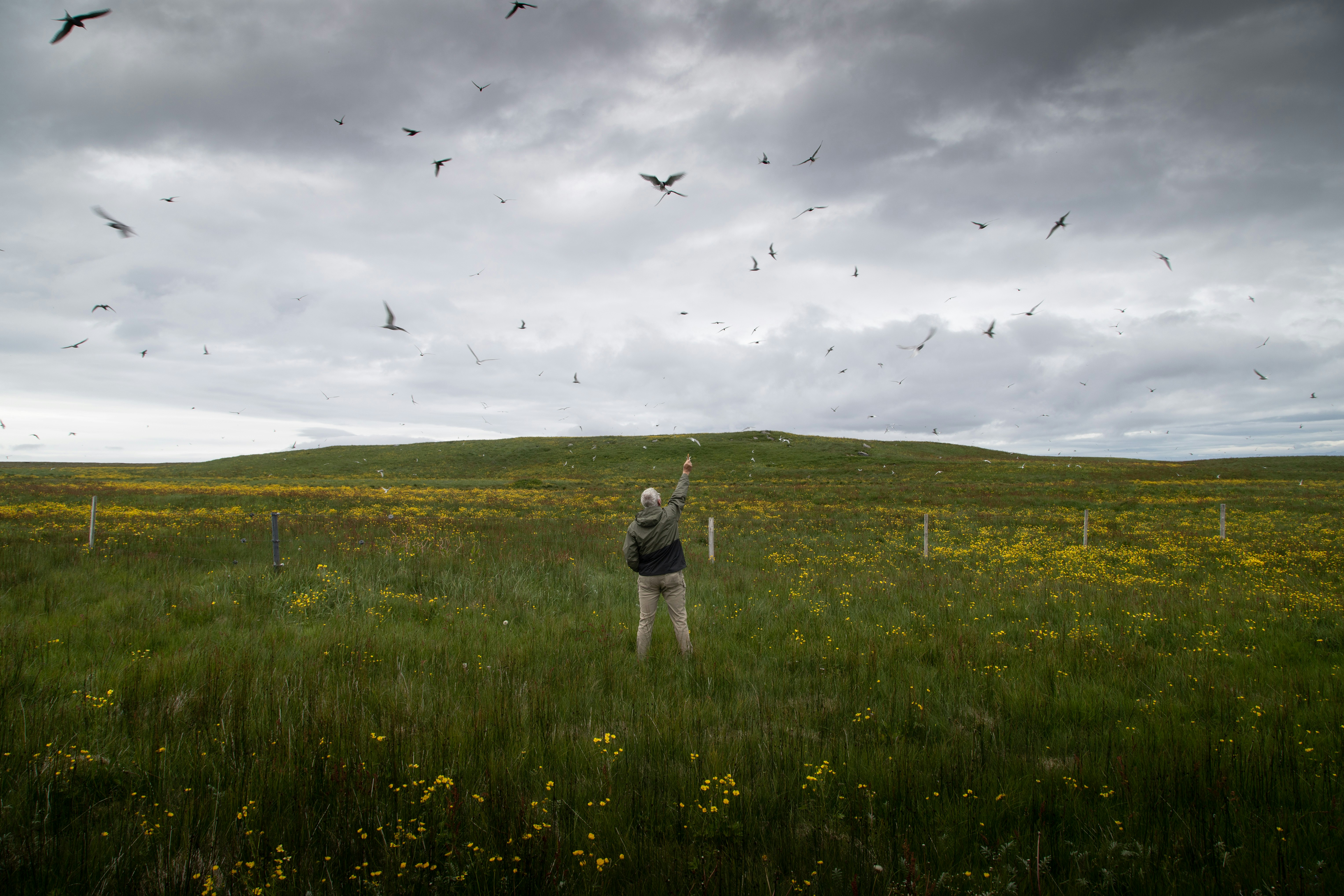 A Lone Figure Releases Birds Across a Wind-Kissed Field of Gold