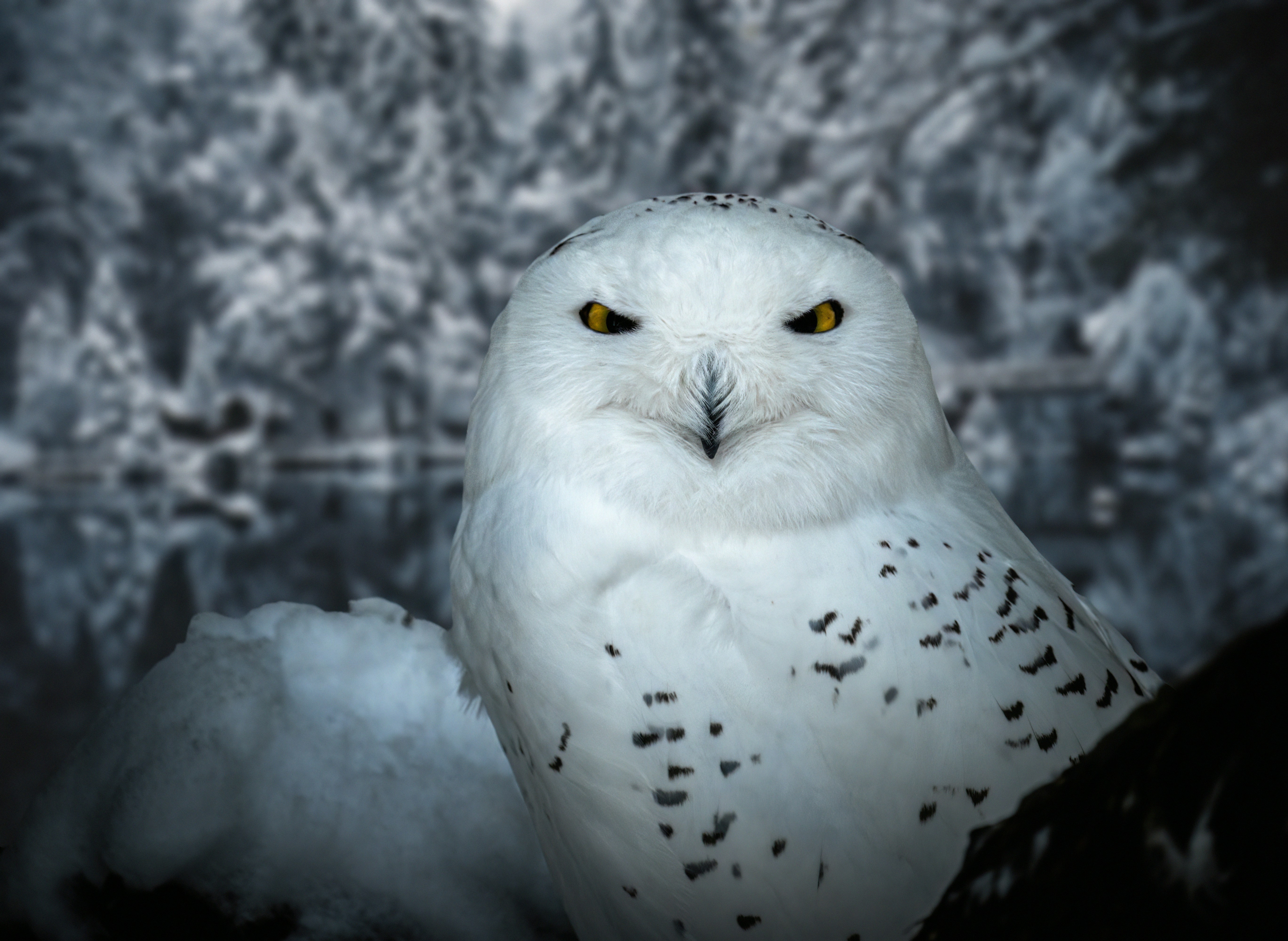 A white owl in the snow photo – Free Owl Image on Unsplash