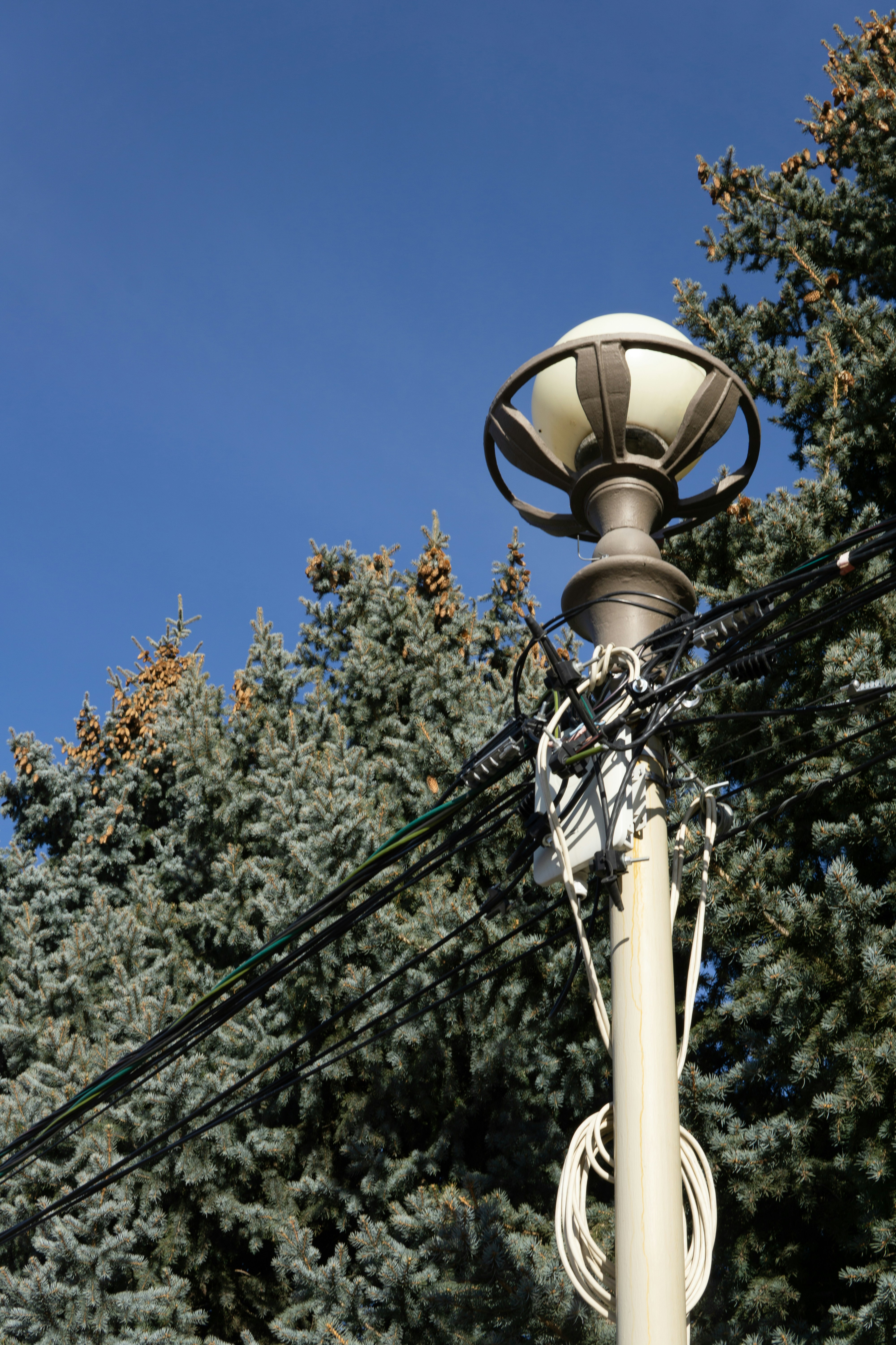 A decorative street lamp surrounded by evergreen trees, showcasing the blend of urban infrastructure and natural beauty.