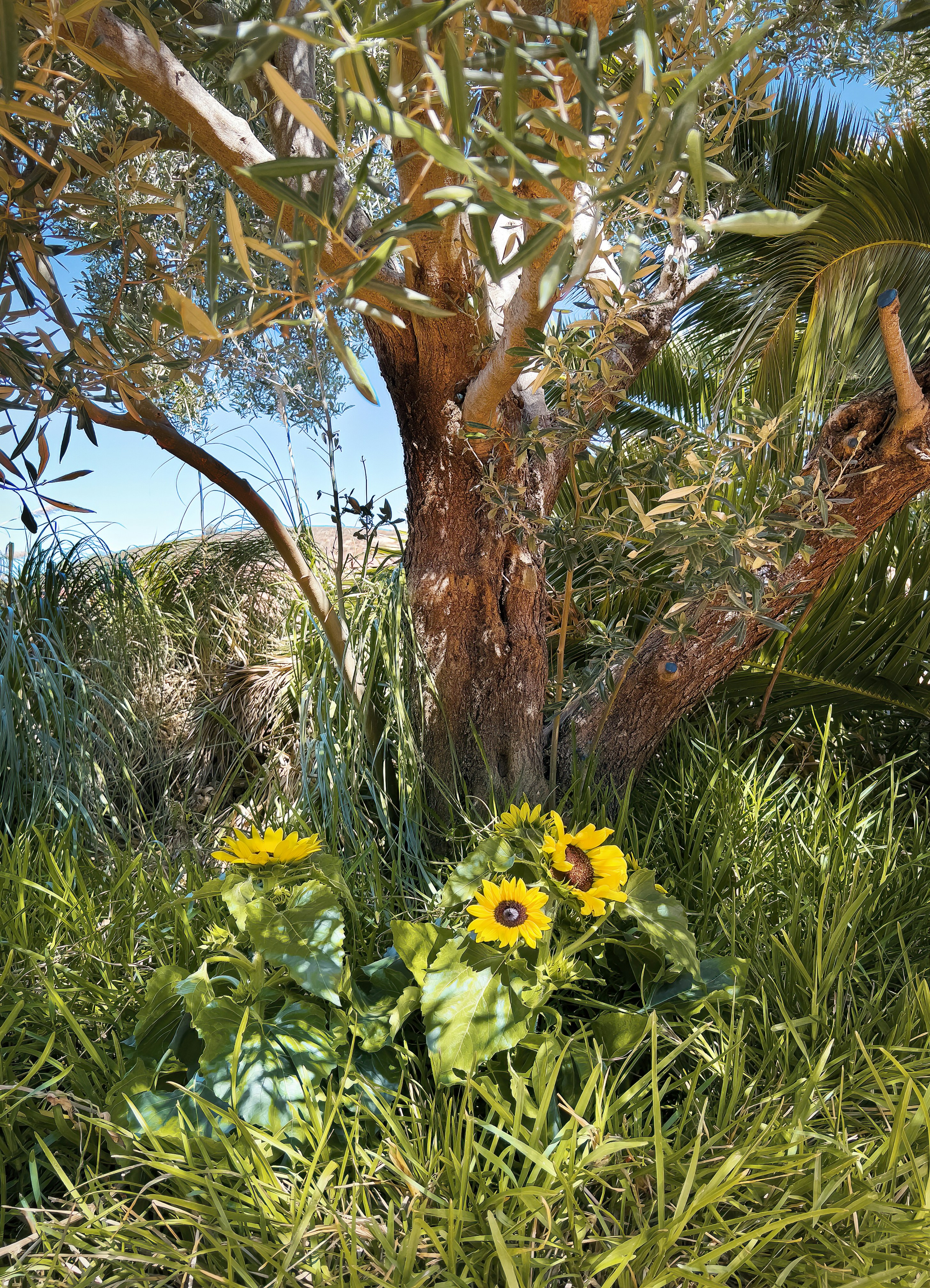 Sunflowers at the Base of a Gnarled Olive Tree
