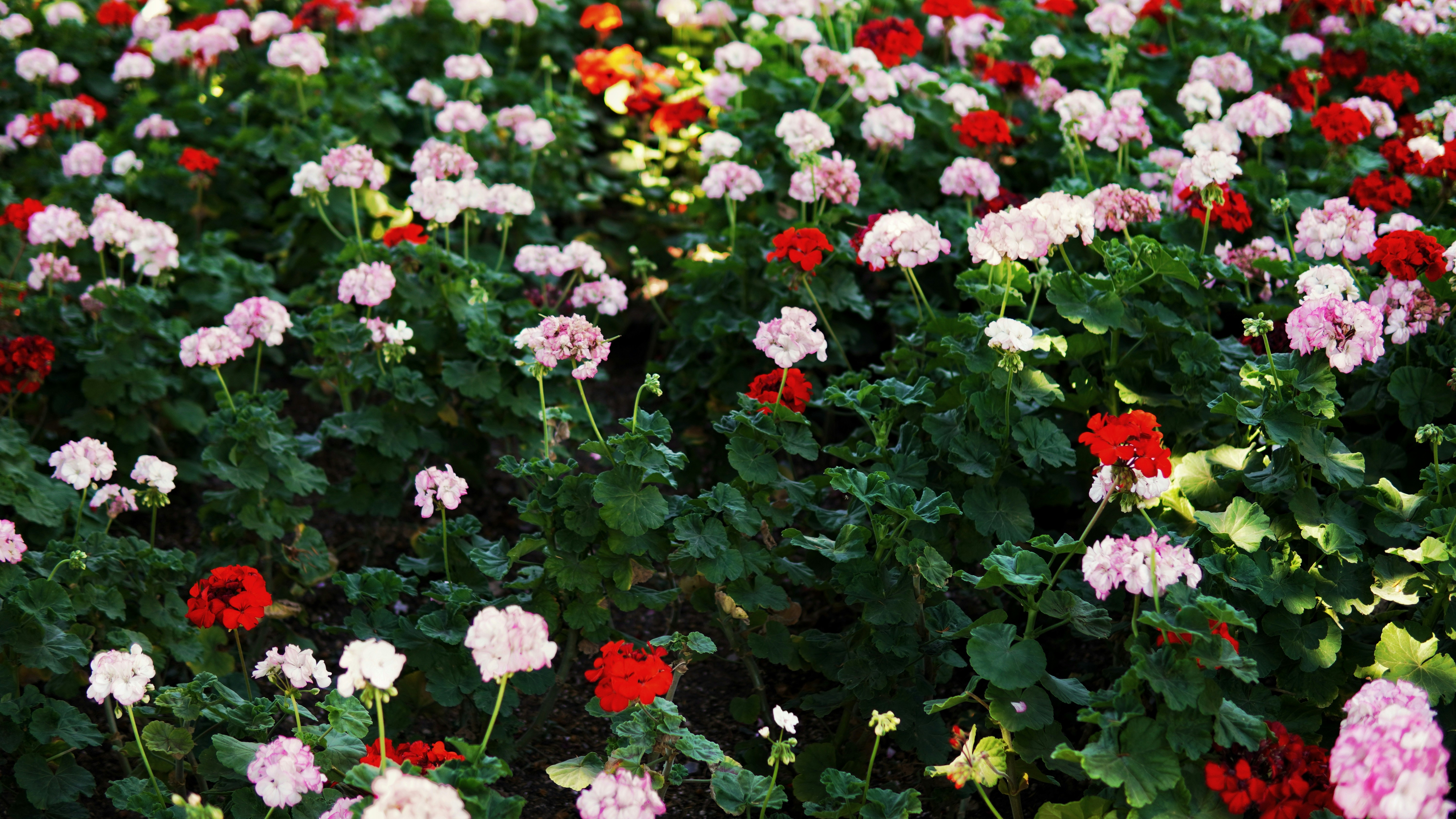 A field of flowers photo – Free Geranium Image on Unsplash