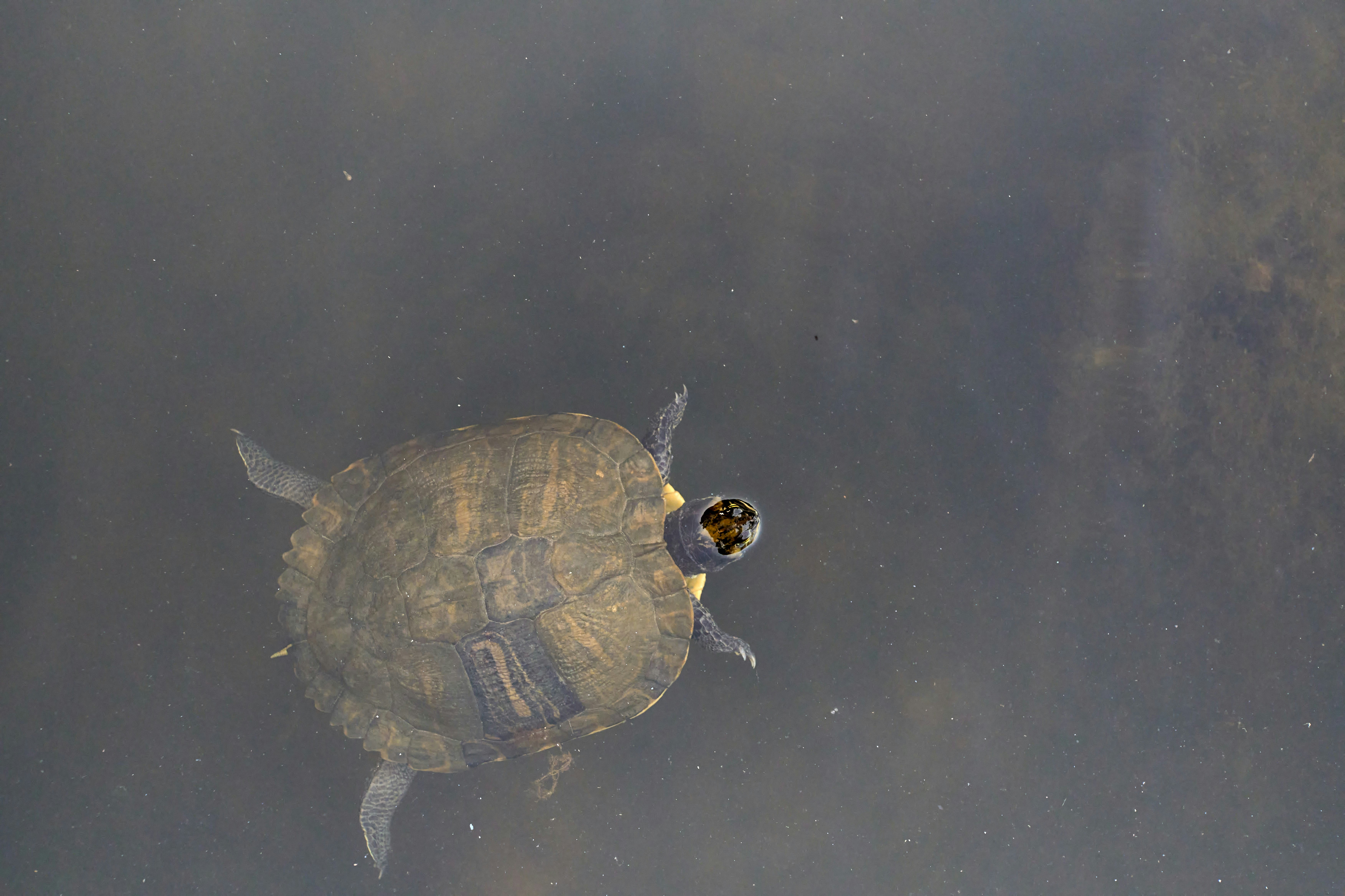 Glassy Pool Glide: a freshwater turtle glides beneath a tranquil surface