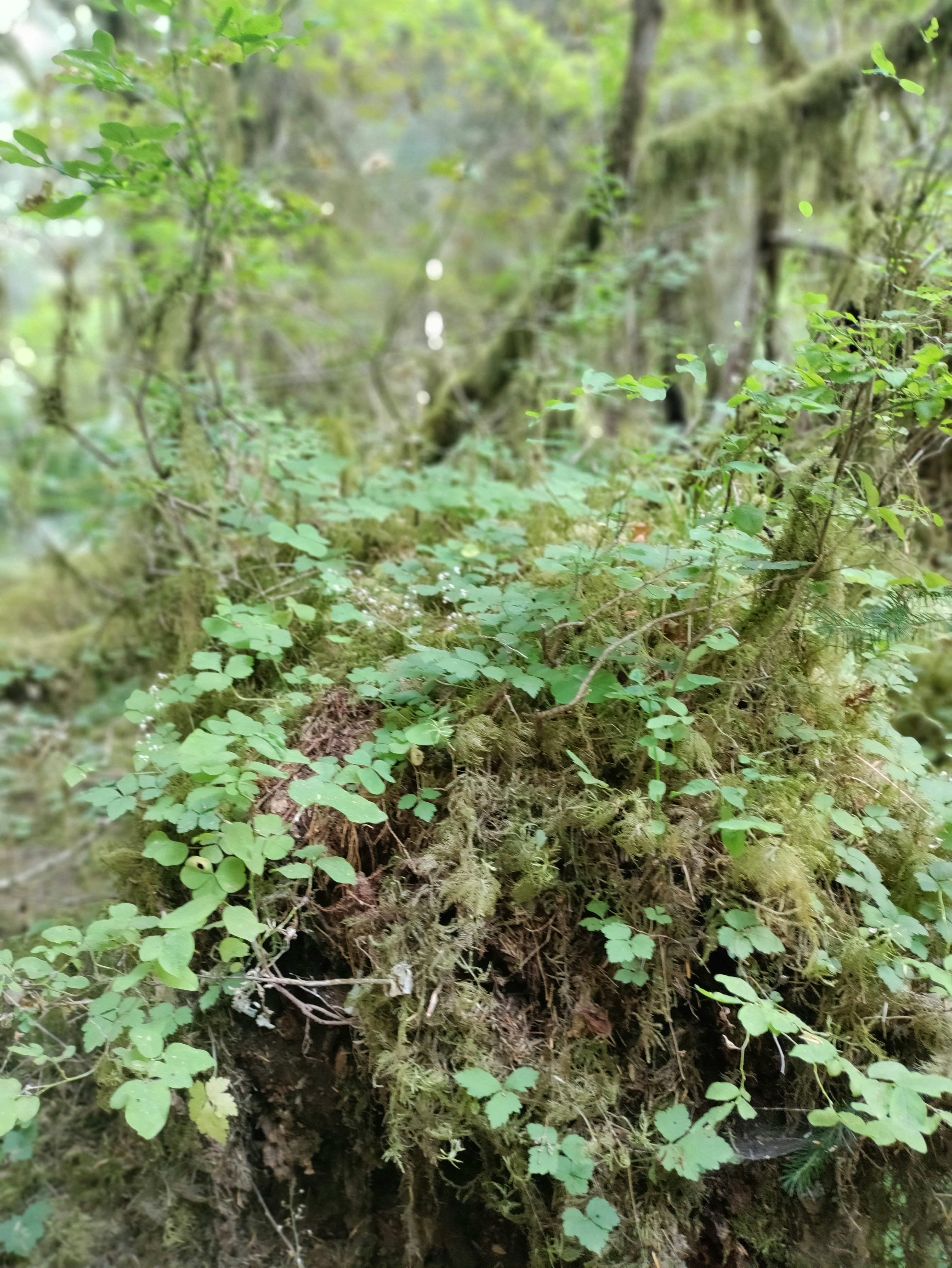 Reshma Suresh (@reshu_mm) | Unsplash Photo Community