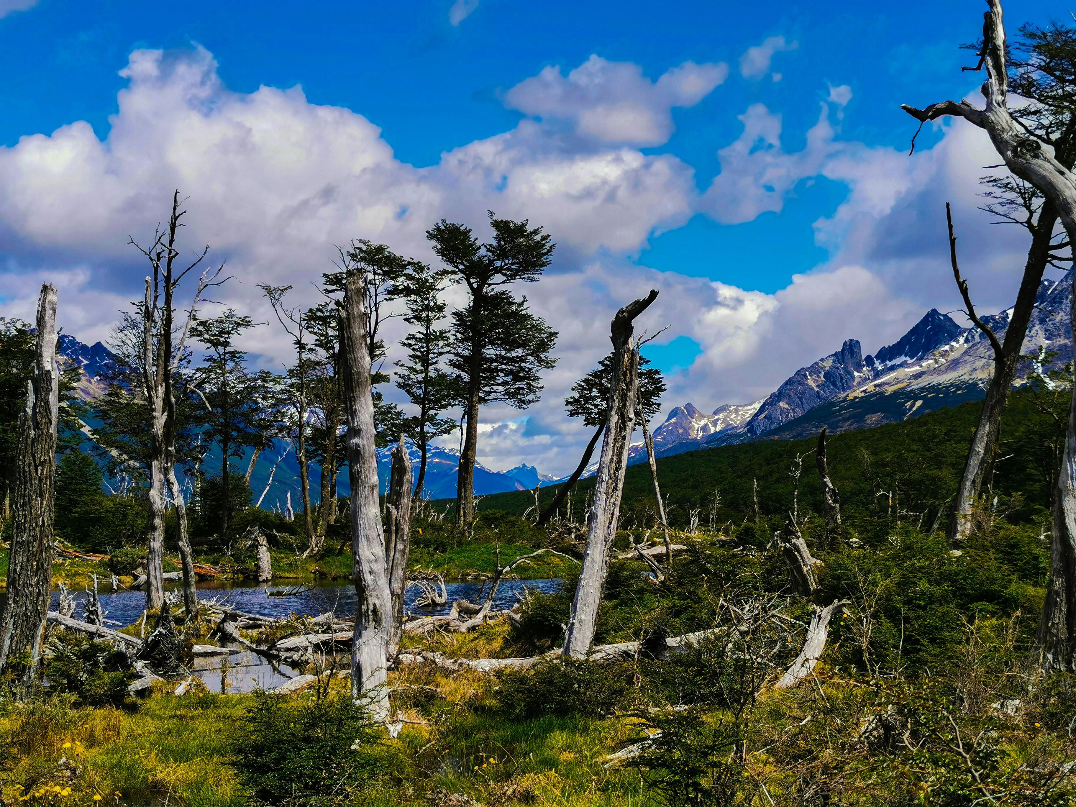 A serene landscape featuring weathered trees amidst a lush backdrop of mountains and vibrant skies, capturing the essence of nature's resilience.