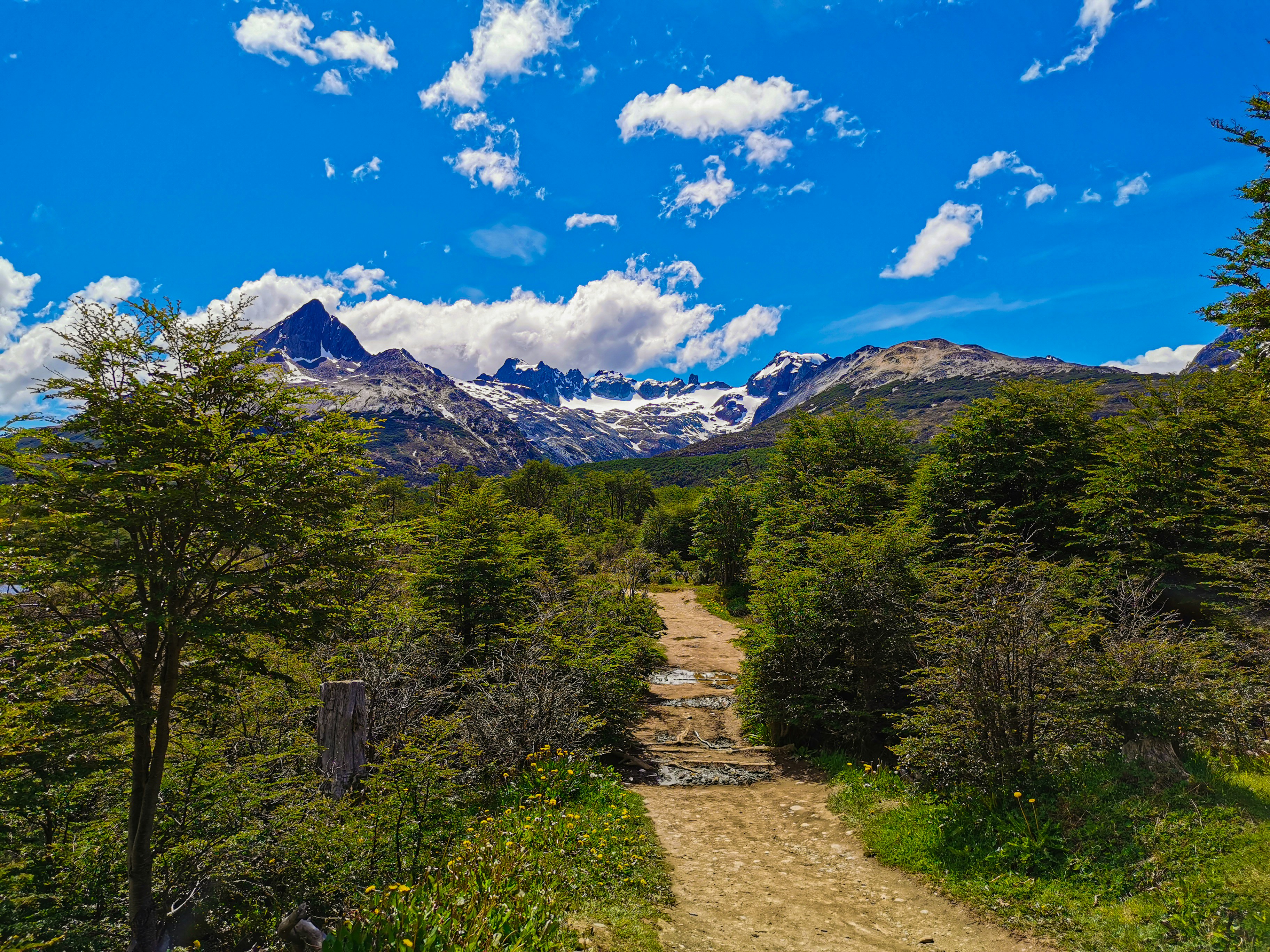 Sunlit trail winds through a green forest toward rugged, snow-dusted mountains under a bright blue sky.
