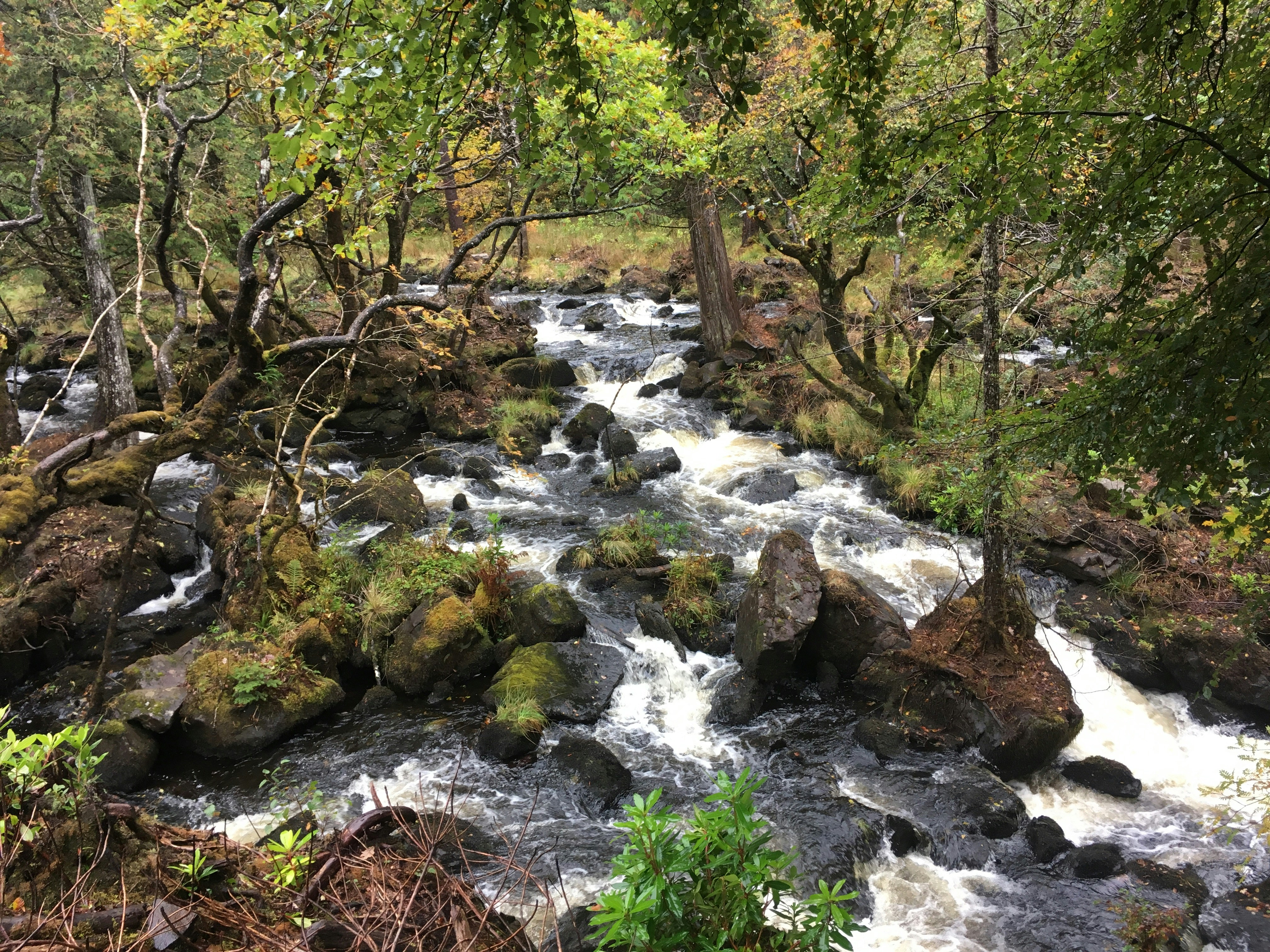 Foto Un río con rocas y árboles – Imagen Parque de aros gratis en Unsplash