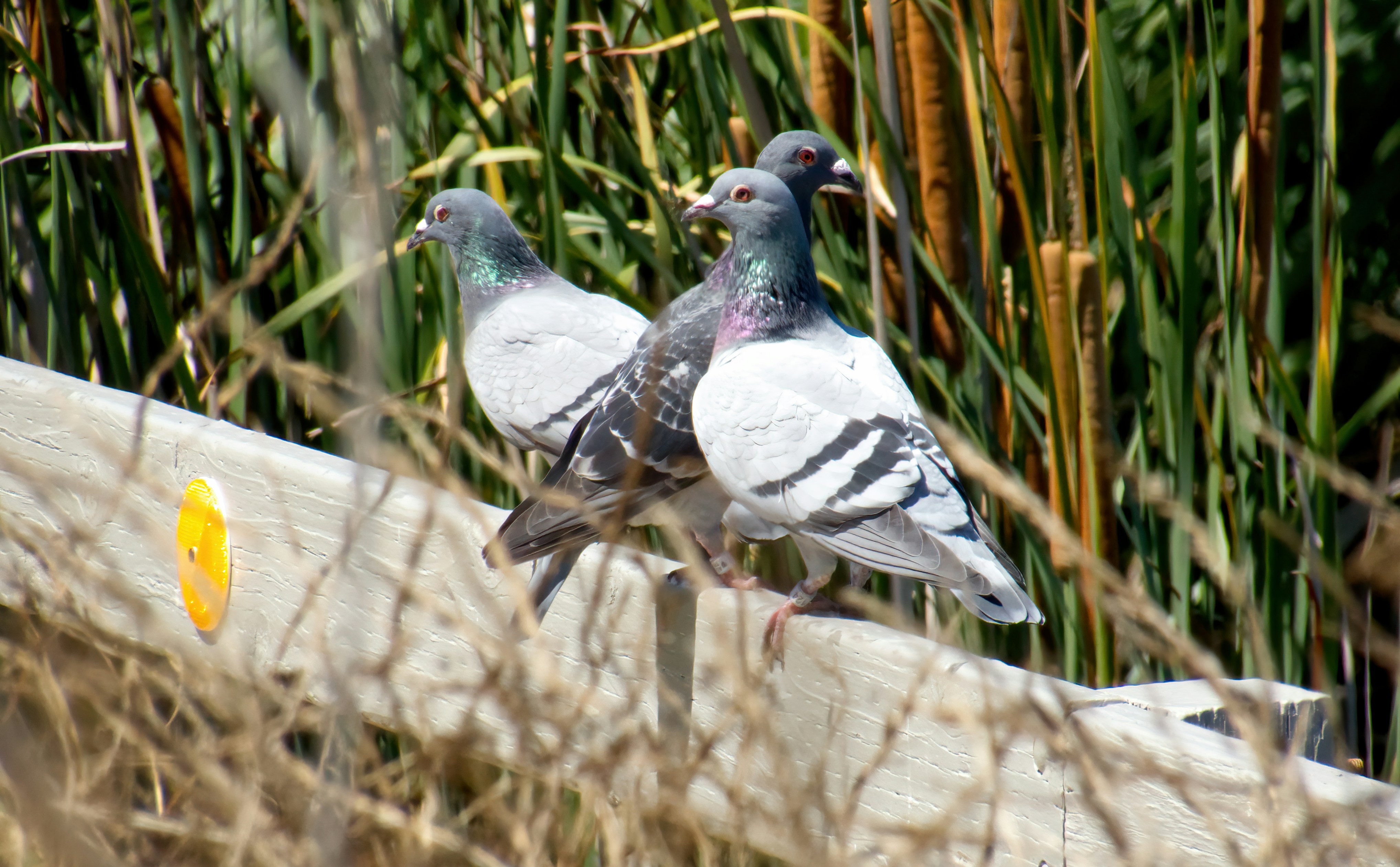 Two Pigeons on a Weathered Railing Framed by Reeds
