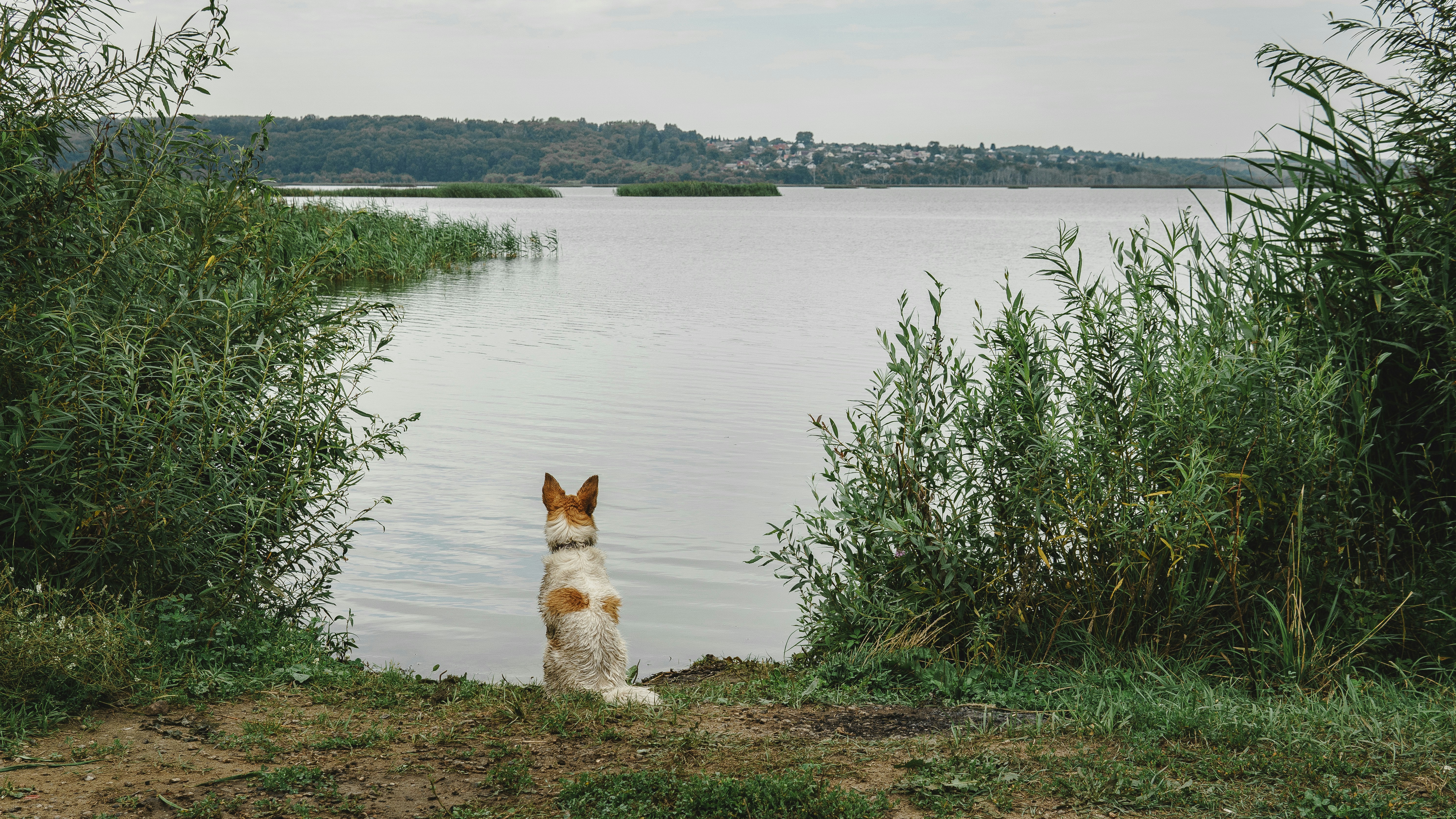 Toward the Quiet Lake: A Lone Dog on the Shore