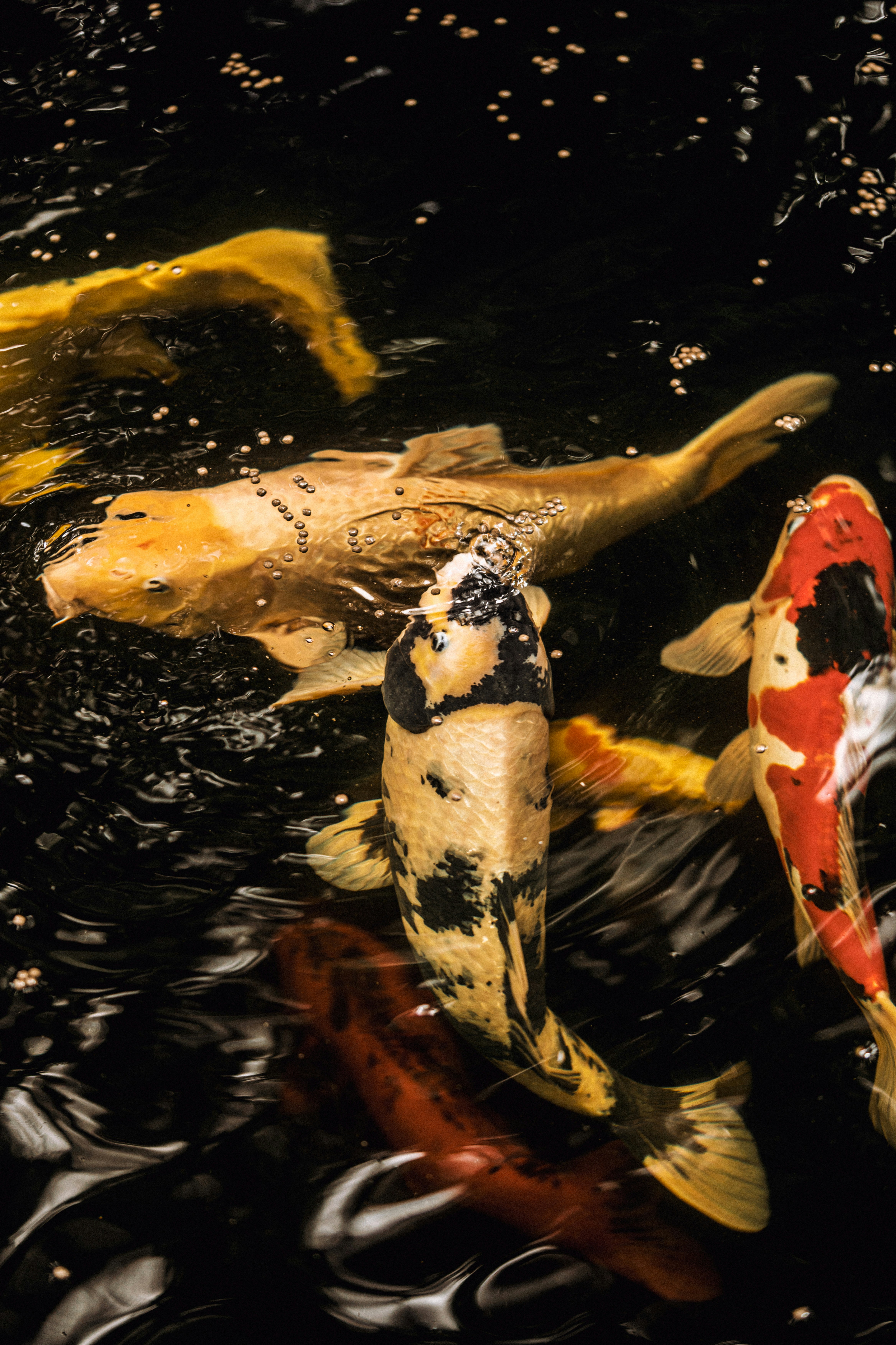 A shark swimming in water photo – Free Nature Image on Unsplash