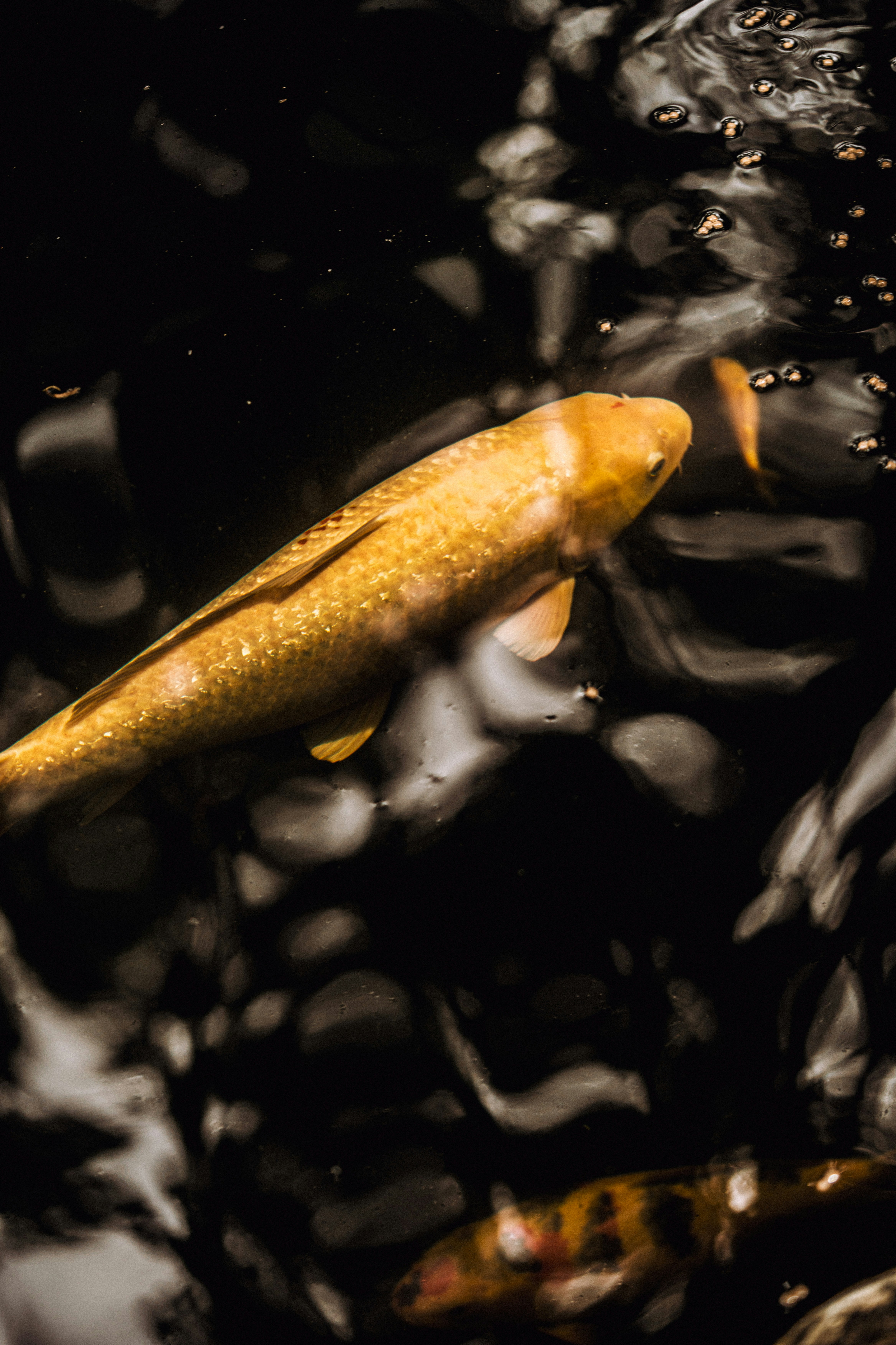 A fish in the water photo – Free Animal Image on Unsplash