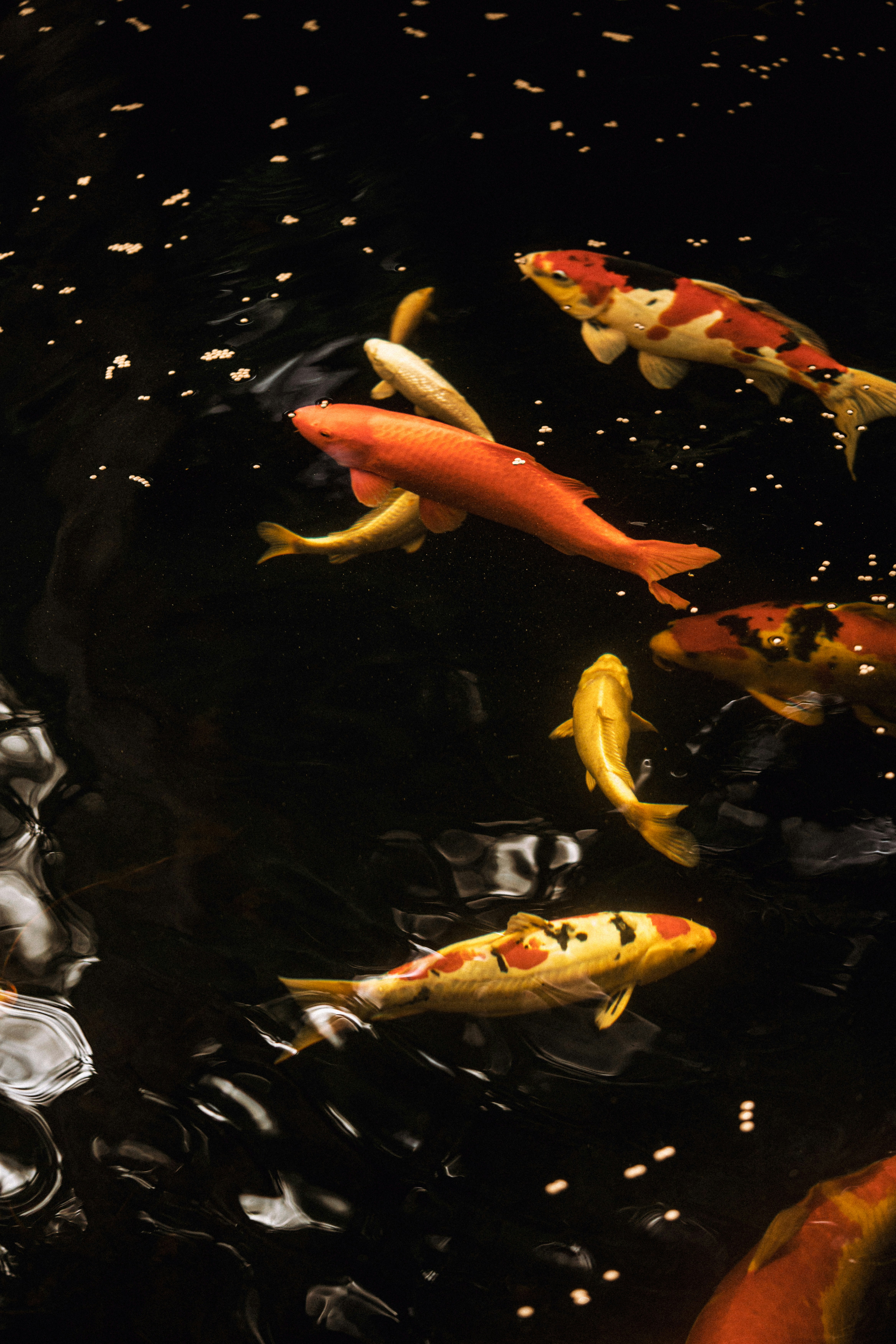 Harmony Beneath the Surface: A Koi Ballet