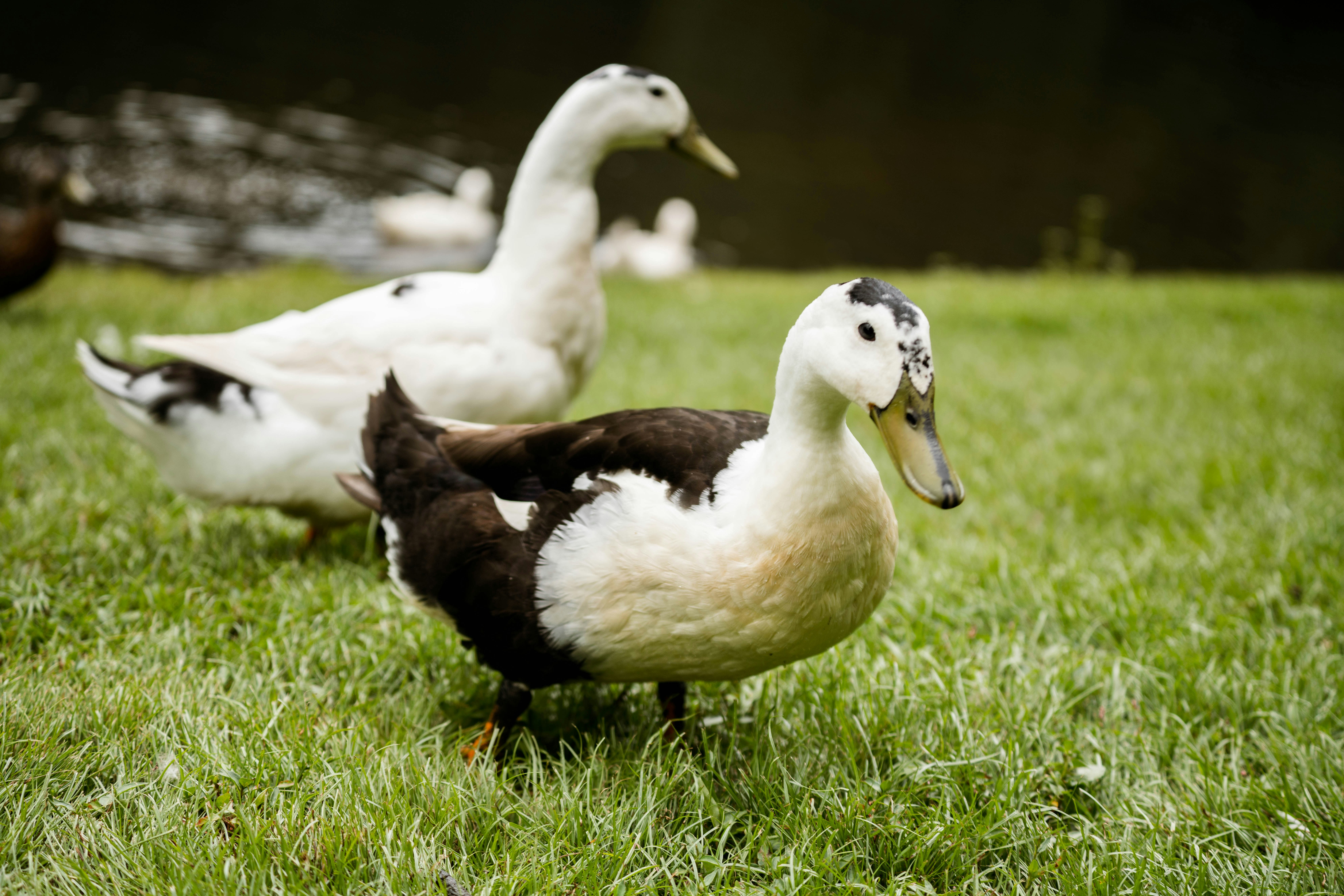 A group of ducks in a grassy area photo – Free Lenoir Image on Unsplash