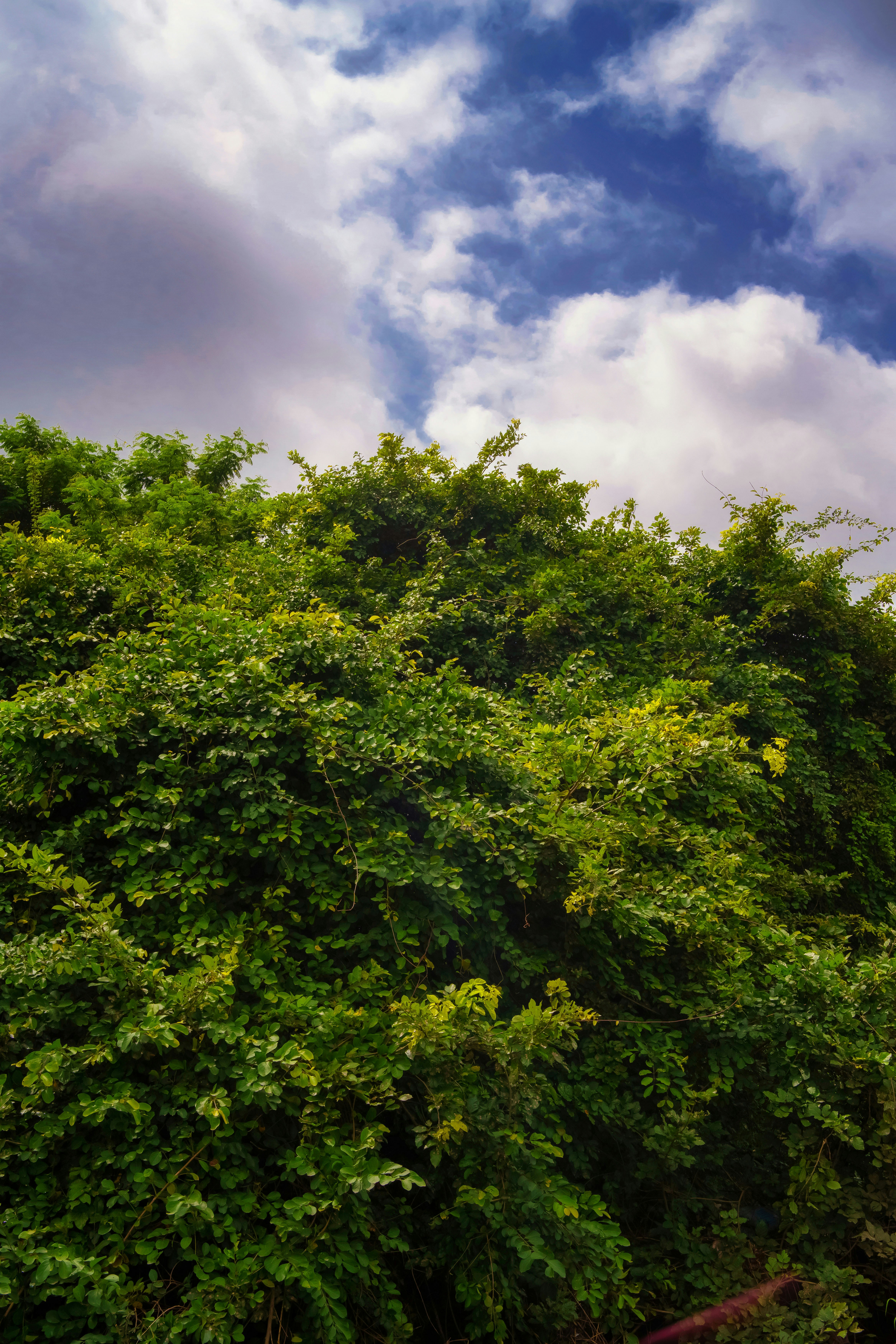 Verdant Canopy Under a Cloud-Patched Sky