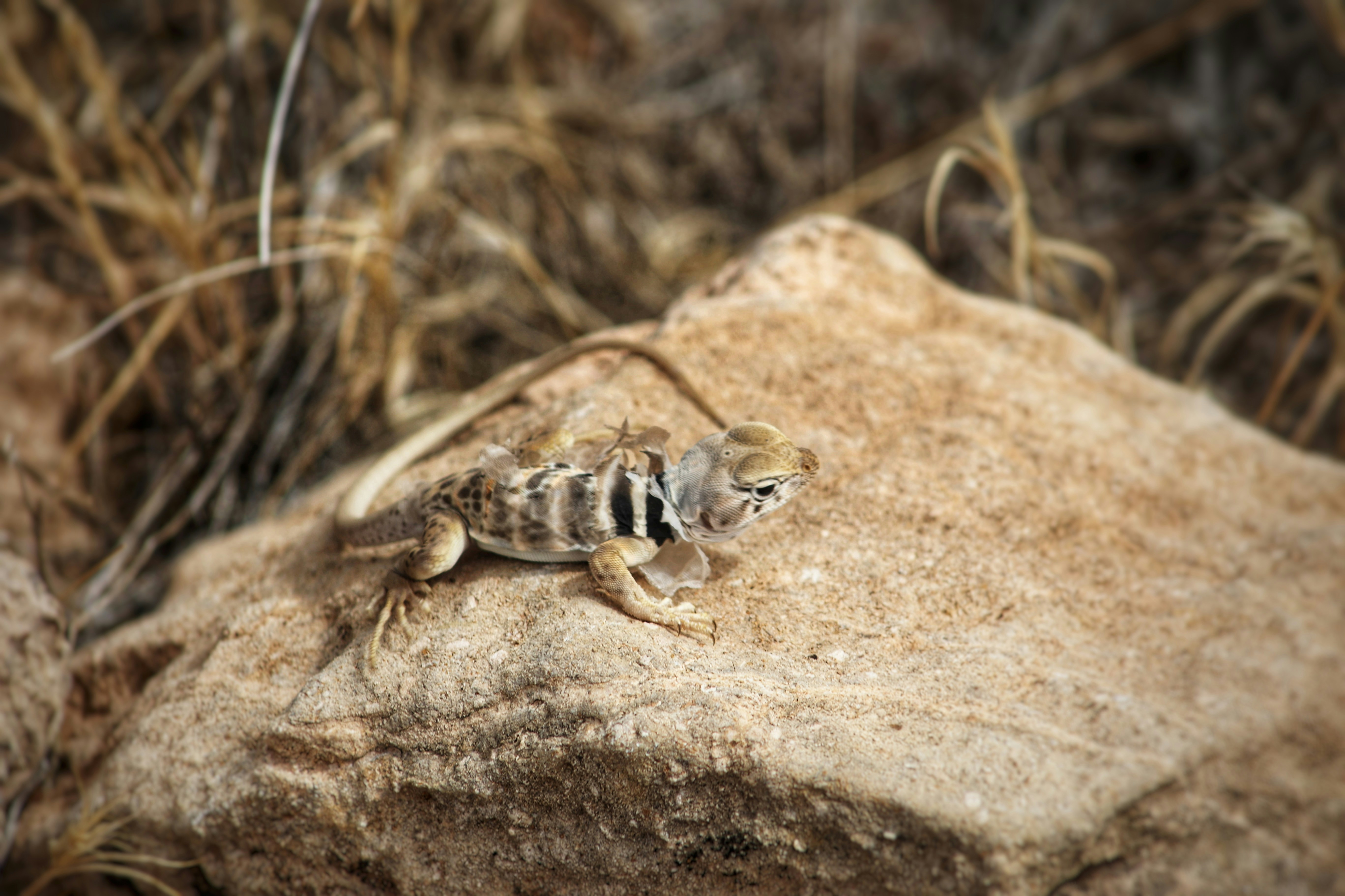 Desert Lizard on Sun-Warmed Rock