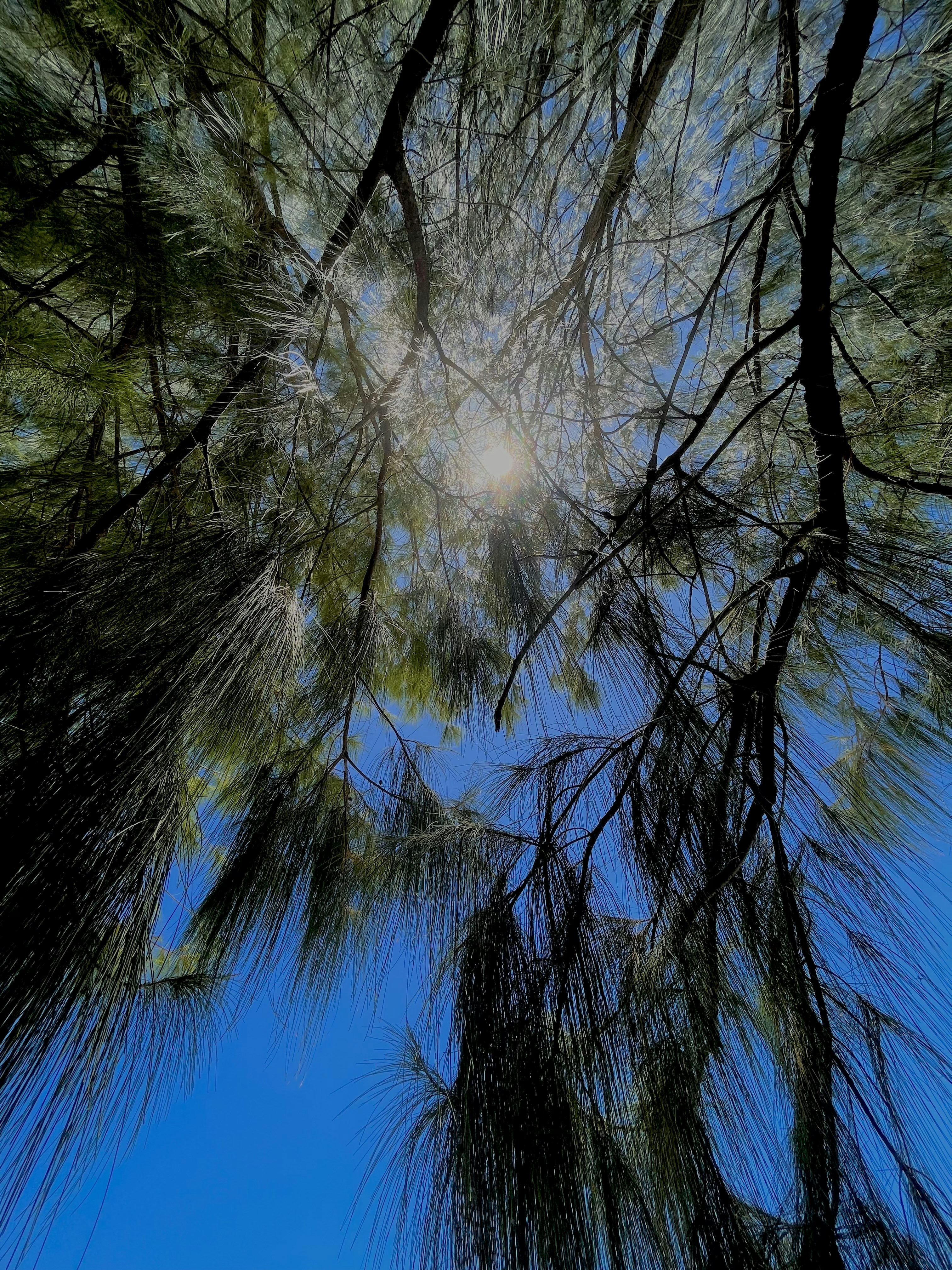 Under The Sunshine w/ you!
 | a group of trees