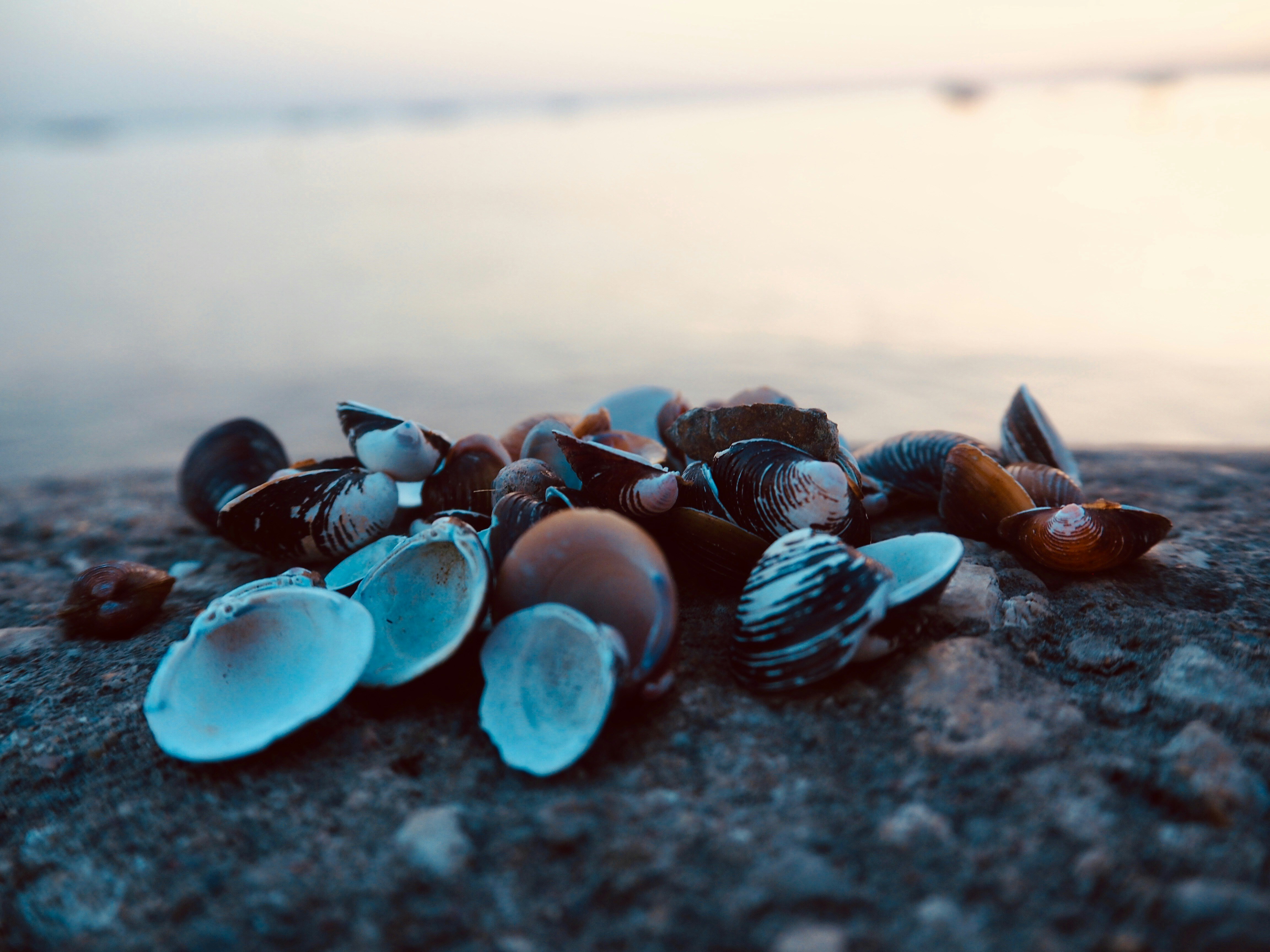 Foto Un grupo de conchas en una playa – Imagen Animal gratis en Unsplash