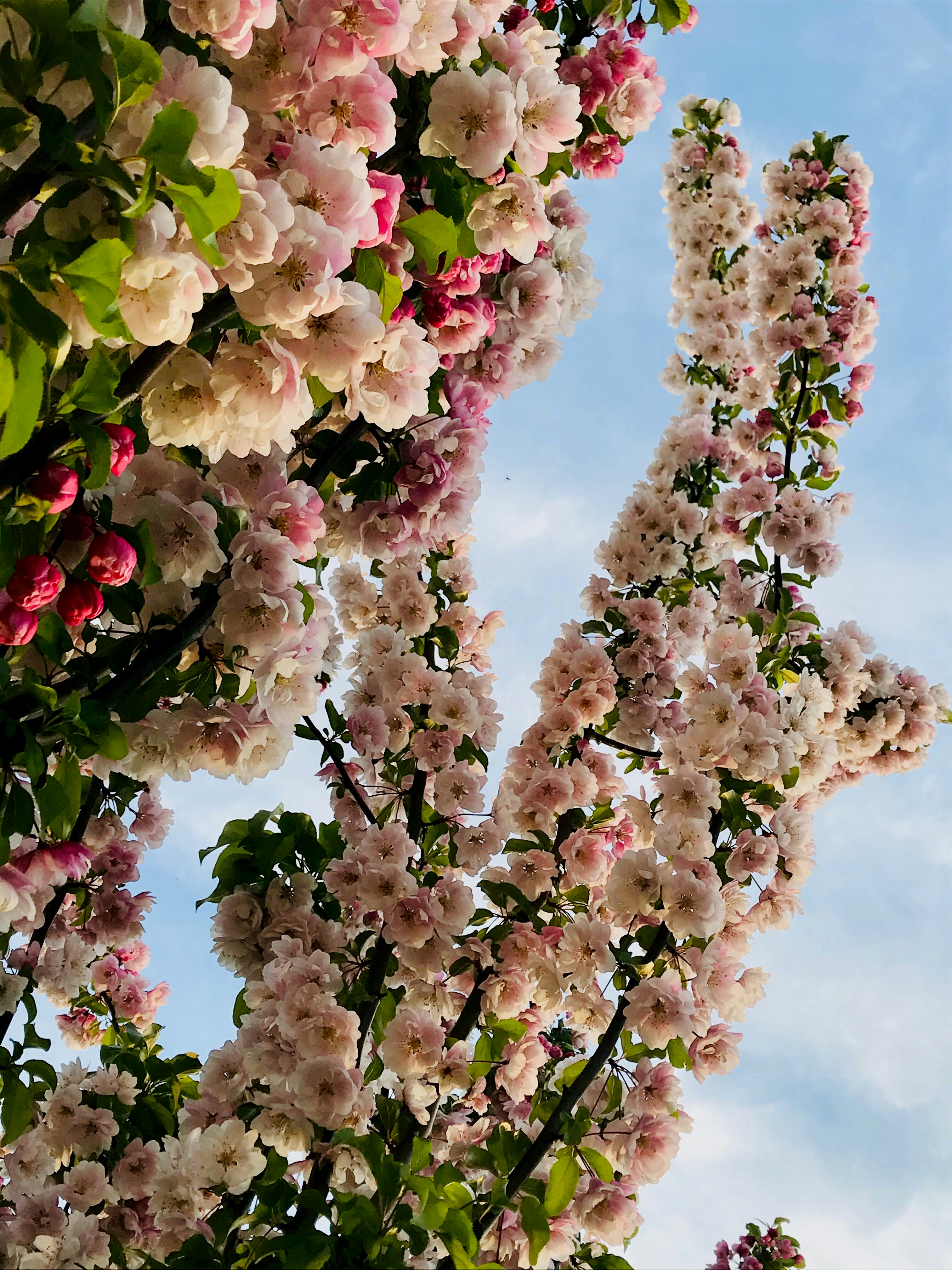 Delicate pink and white blossoms cascade against a soft blue sky, capturing the essence of spring's renewal.