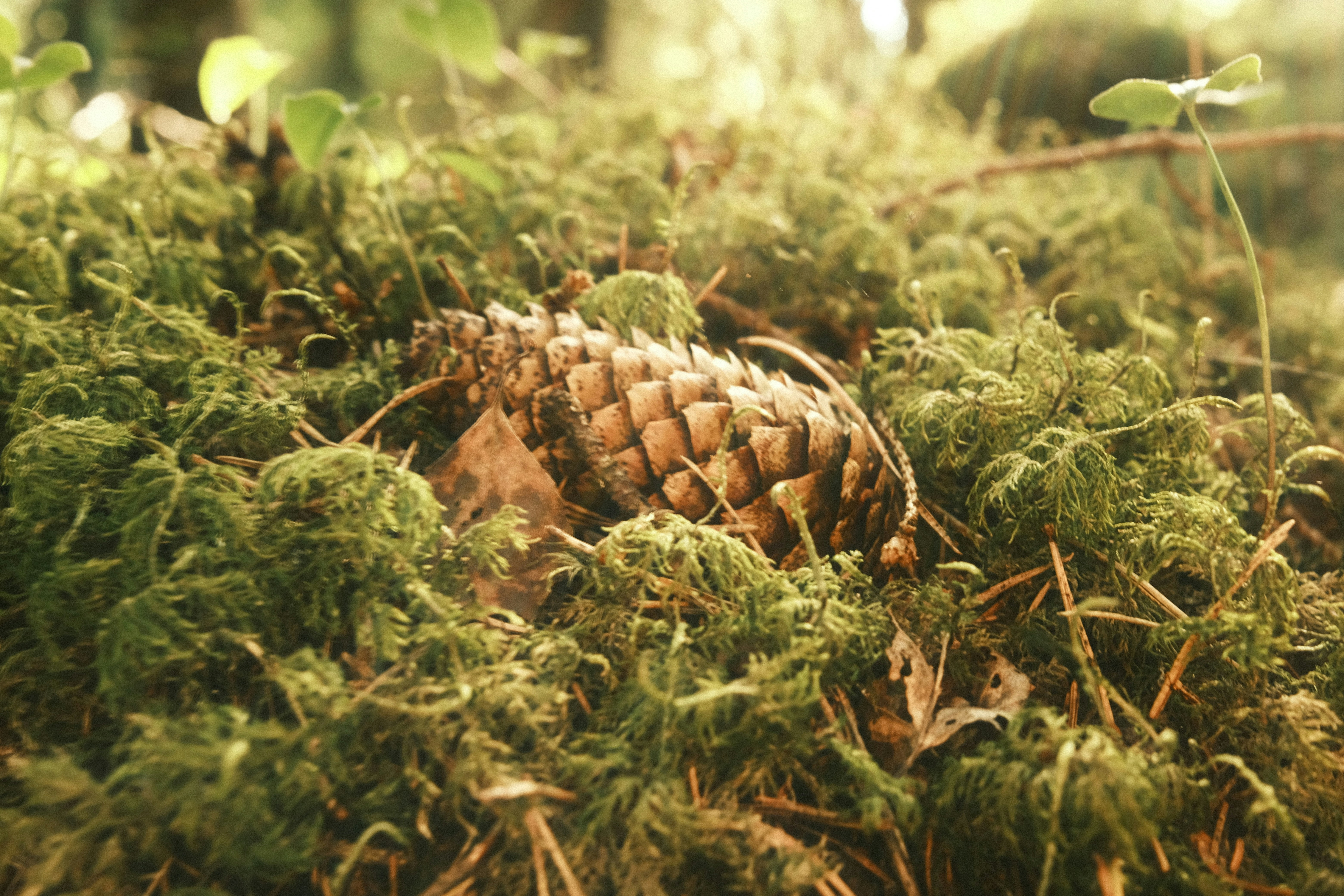 Lone Pine Cone Nestled in Moss Under Soft Forest Light