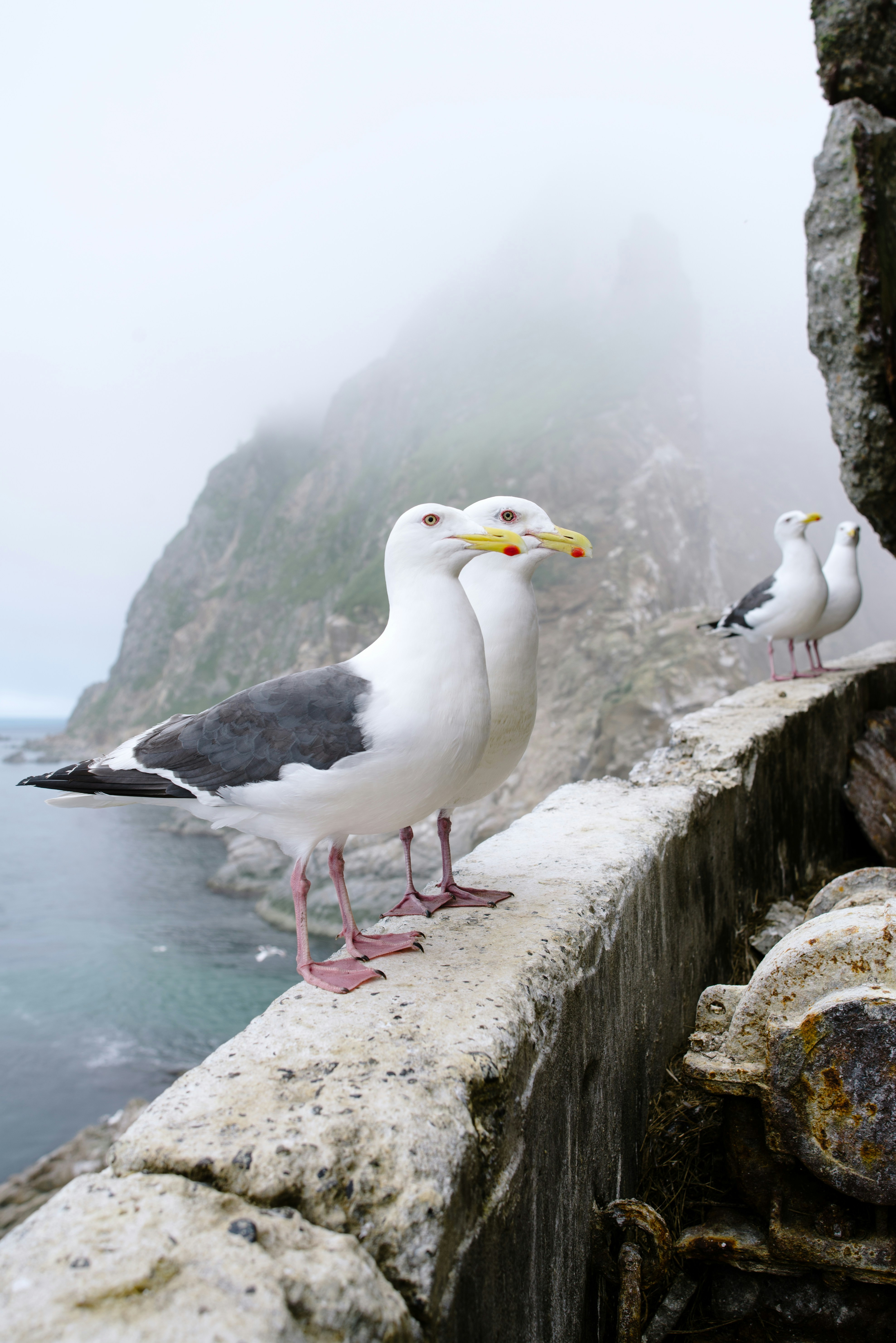 Fog-Wreathed Cliff Edge: Seagulls Perched Along a Weathered Rail