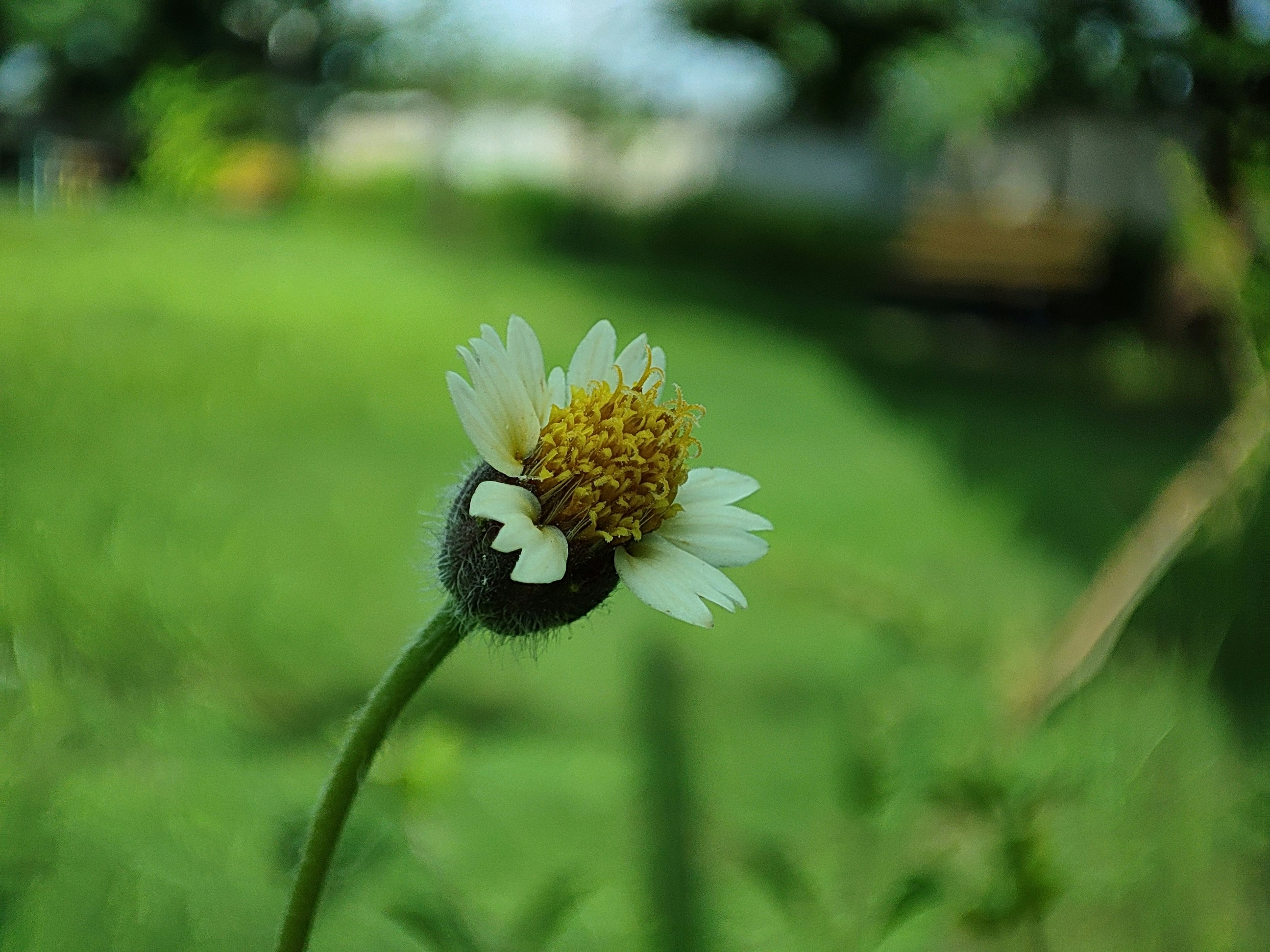 Delicate flower with white petals and a yellow center stands tall against a soft green backdrop, showcasing the beauty of nature's simplicity.