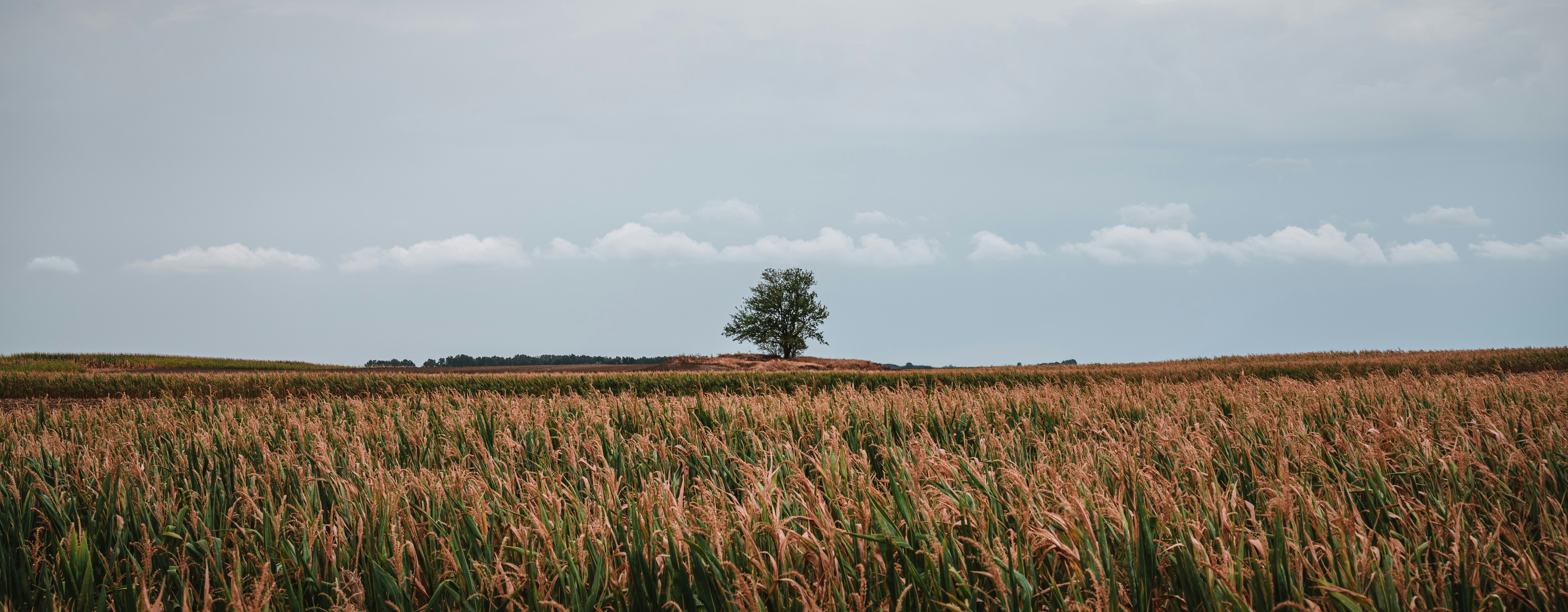 A Lone Tree on the Horizon: Broad Field of Golden Reed