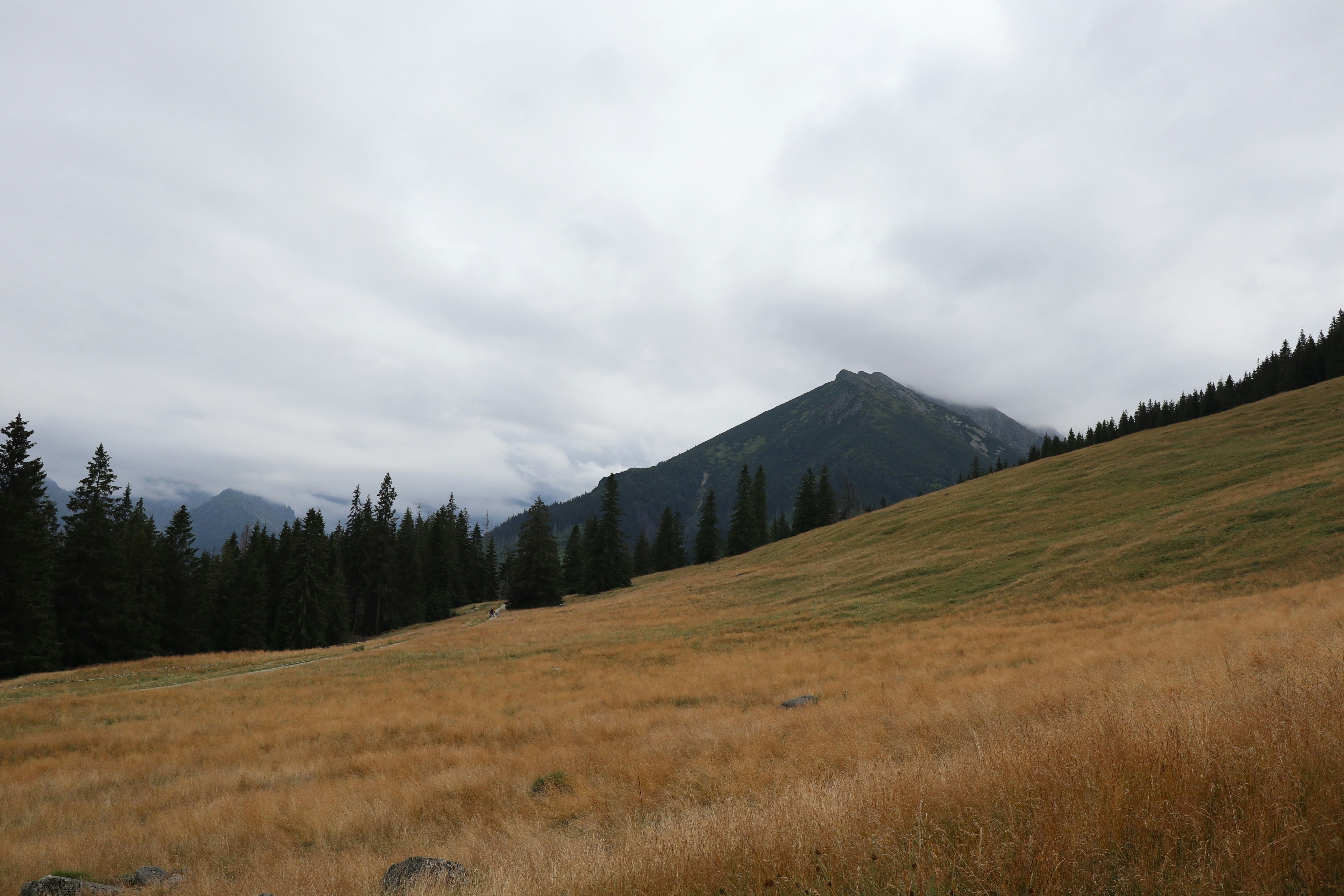 a grassy hill with trees on it