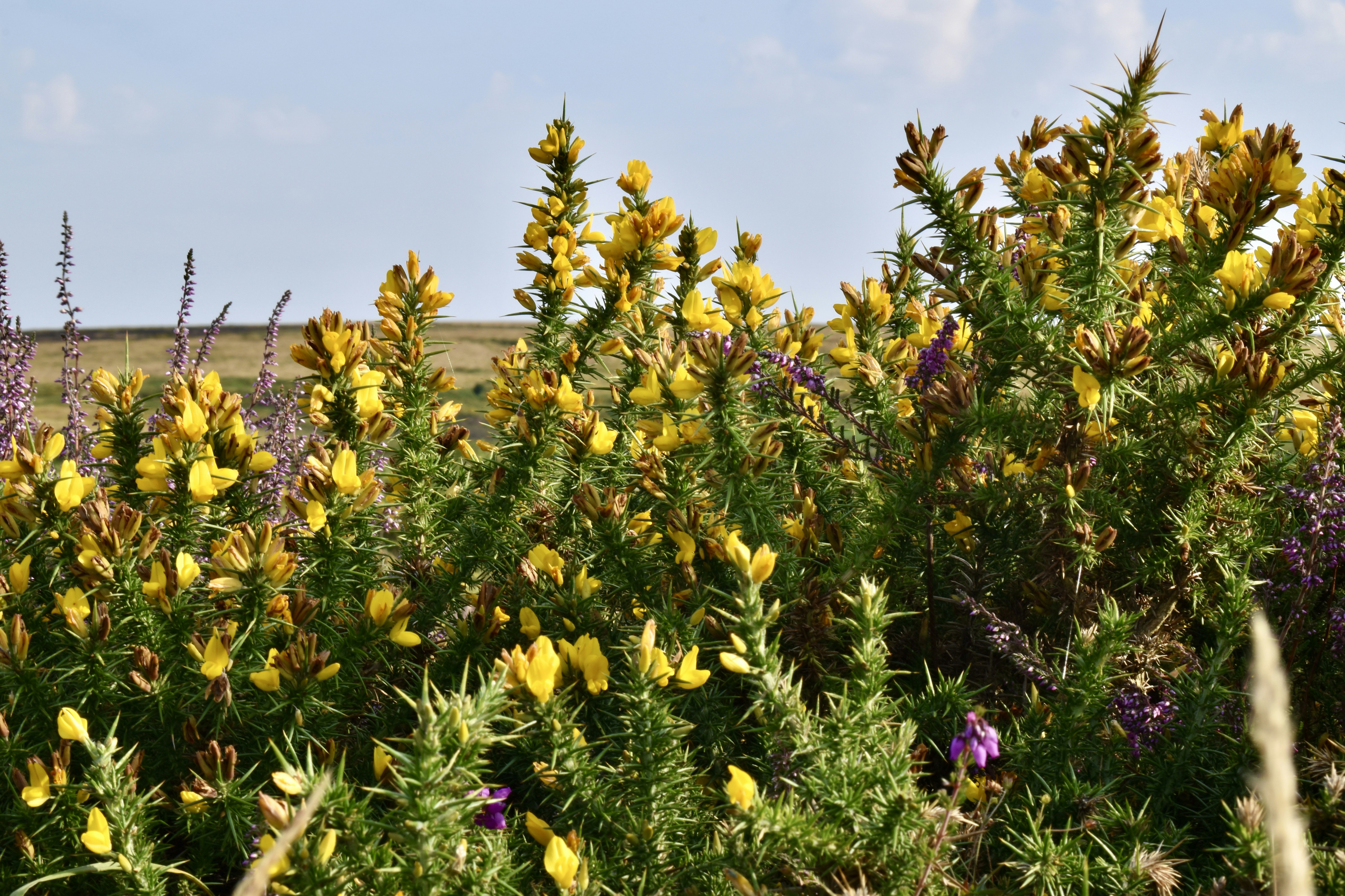 Sunlit Yellows Among Purple Trails