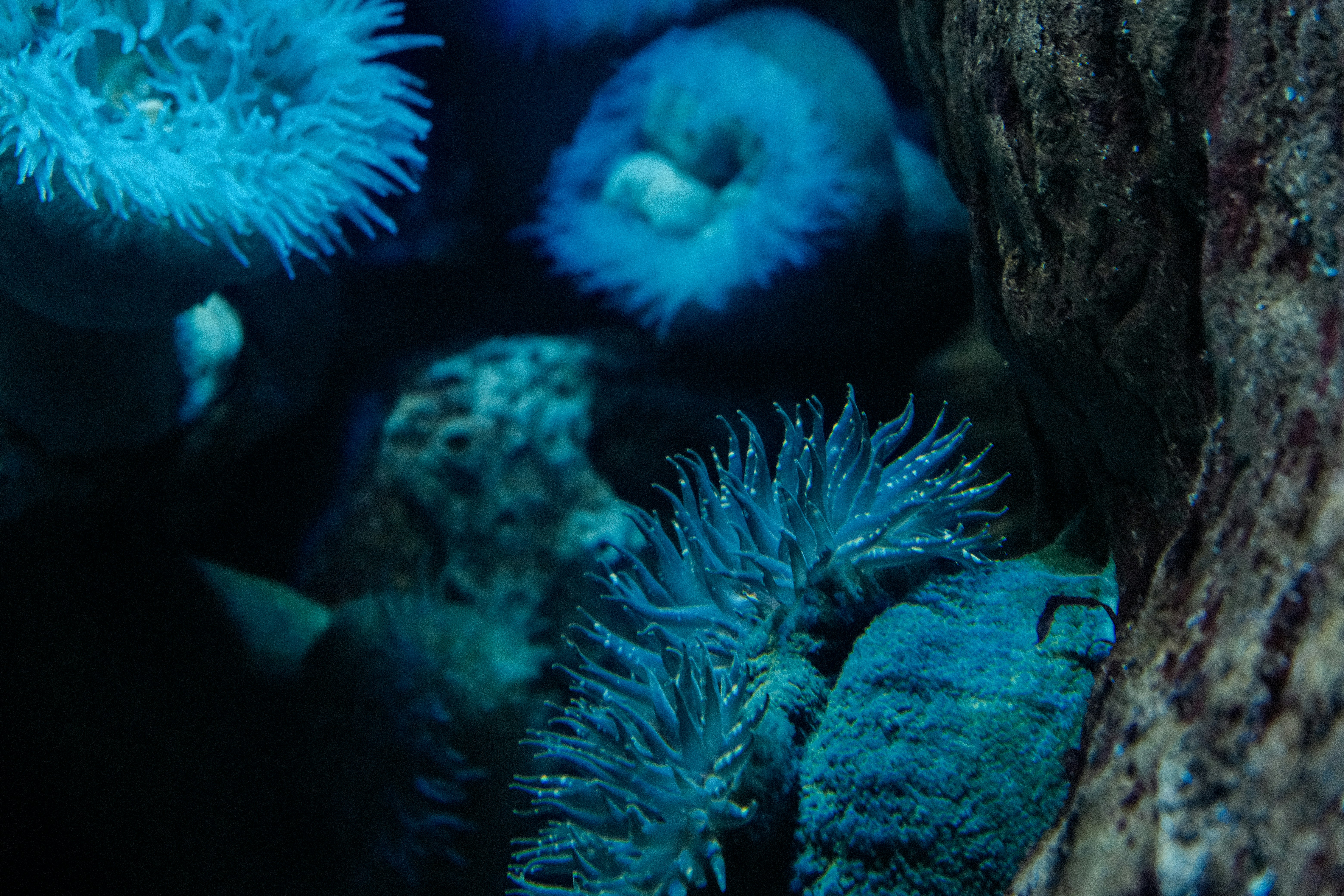 A group of sea animals photo – Free Oceanário lisboa Image on Unsplash