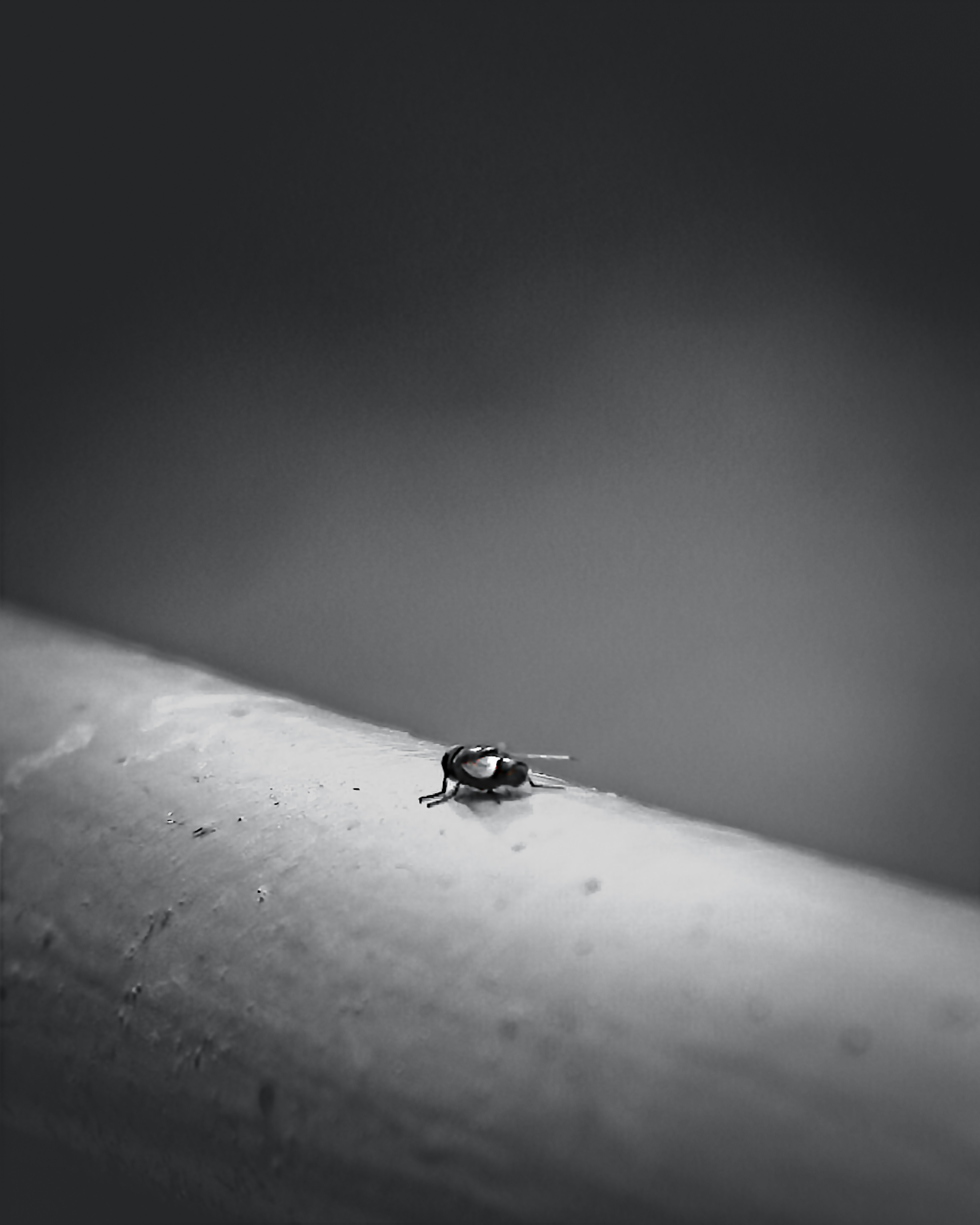 A black and white insect on a white surface photo – Free Grey Image on ...
