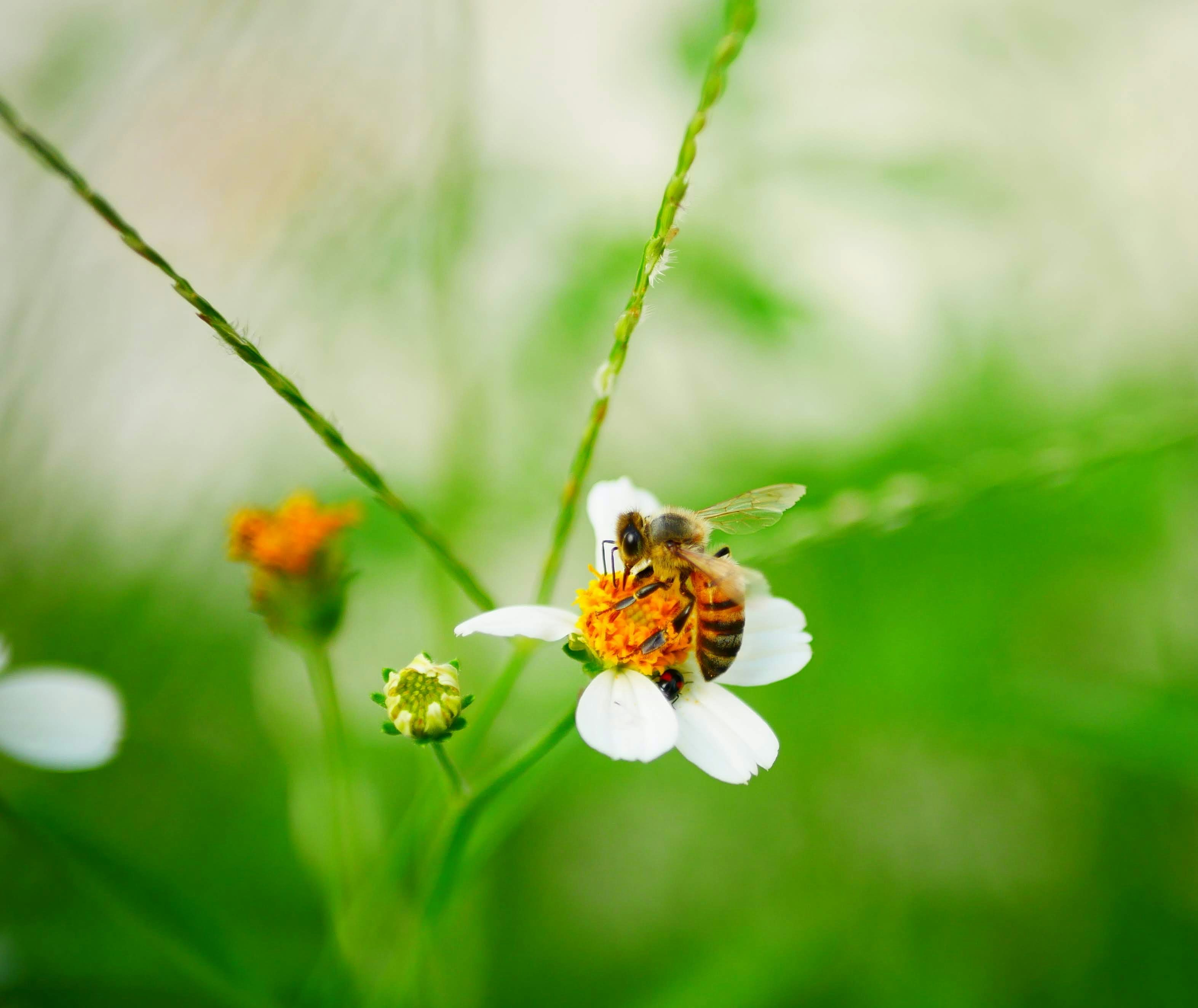 Bee perched on a white wildflower amidst lush greenery.