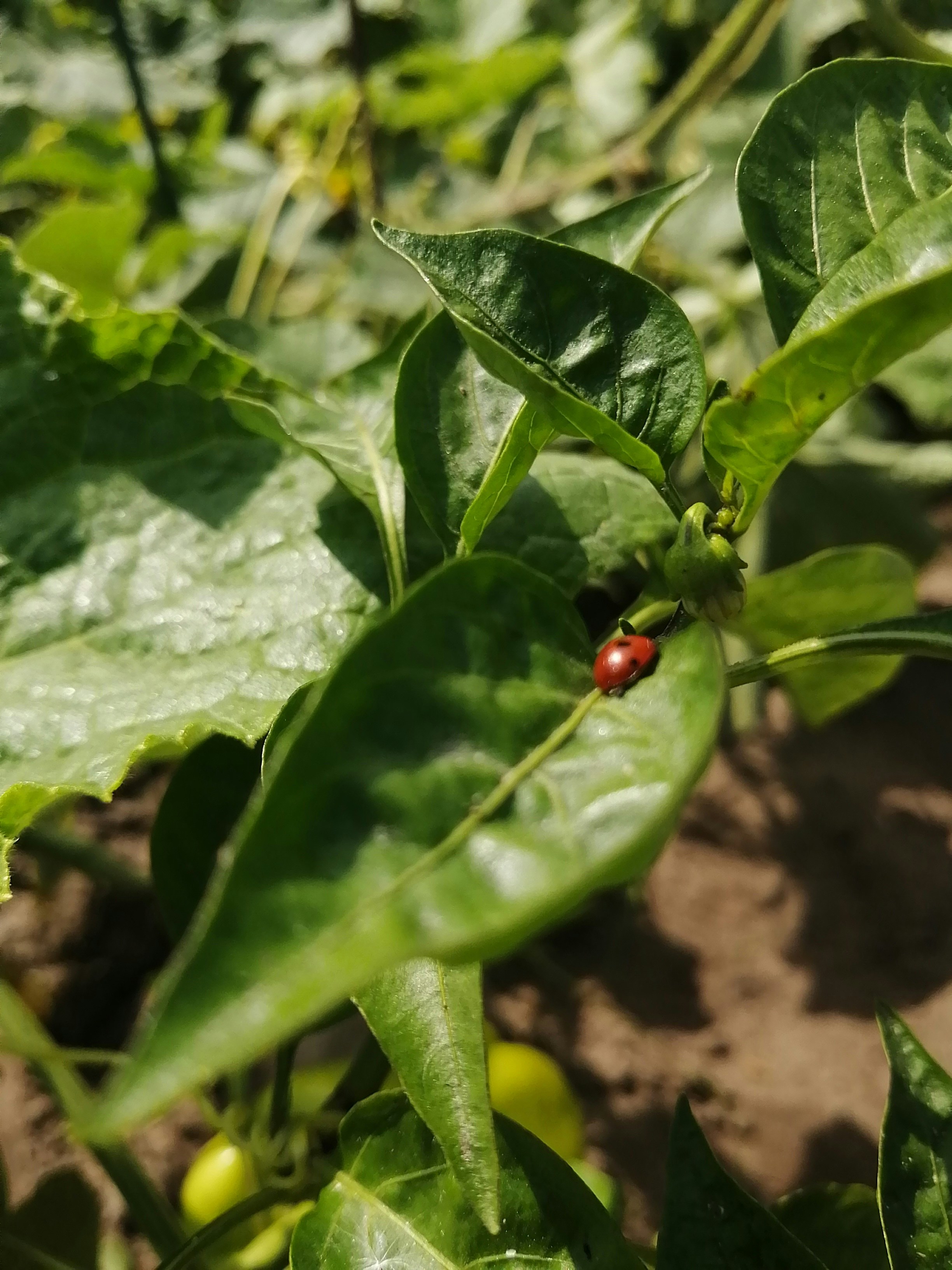 Red Ladybug on a Glossy Leaf: A Sunlit Close-up of Plant Life