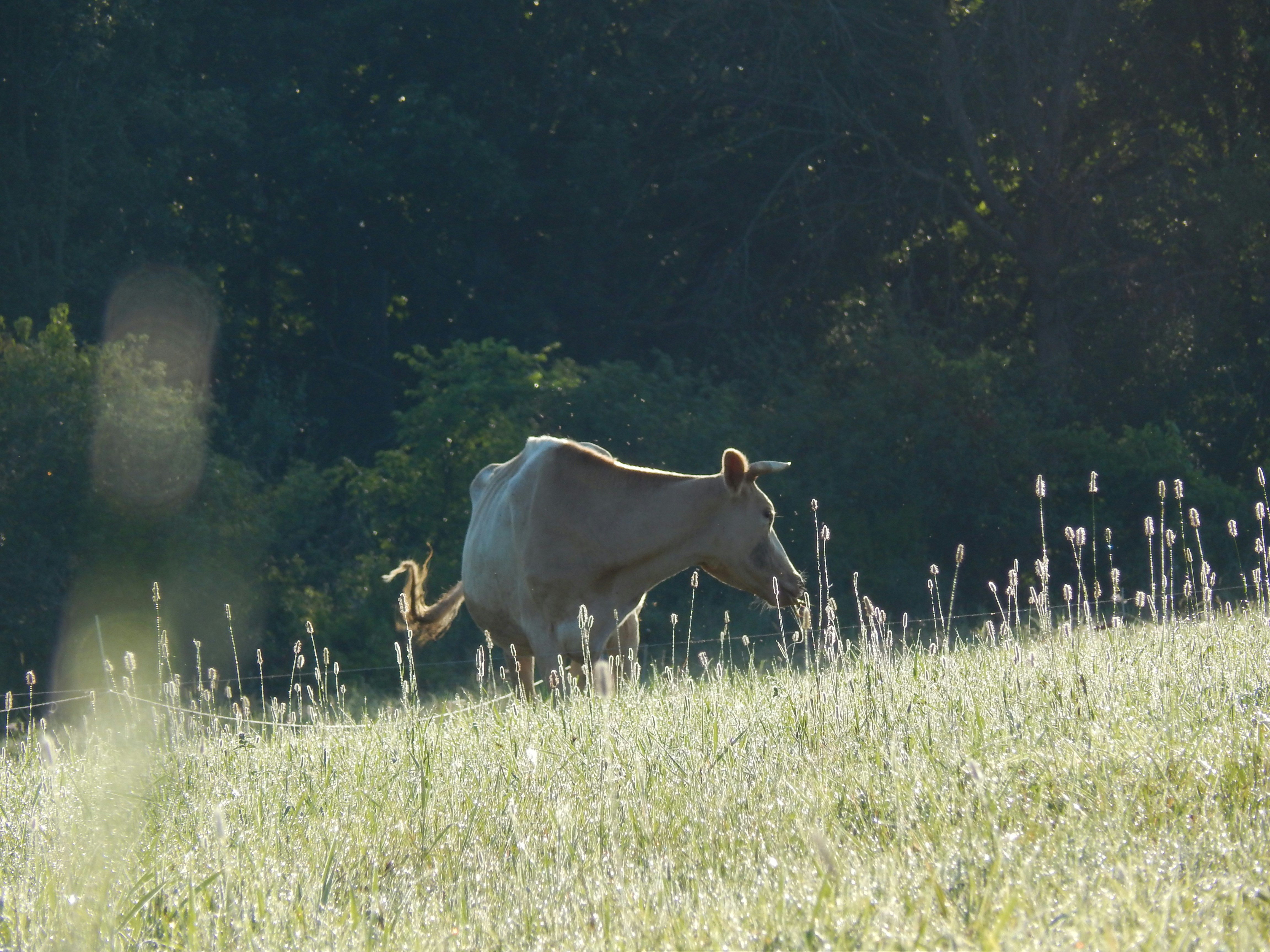Un couple de vaches se tient debout dans un champ herbeux photo – Photo ...