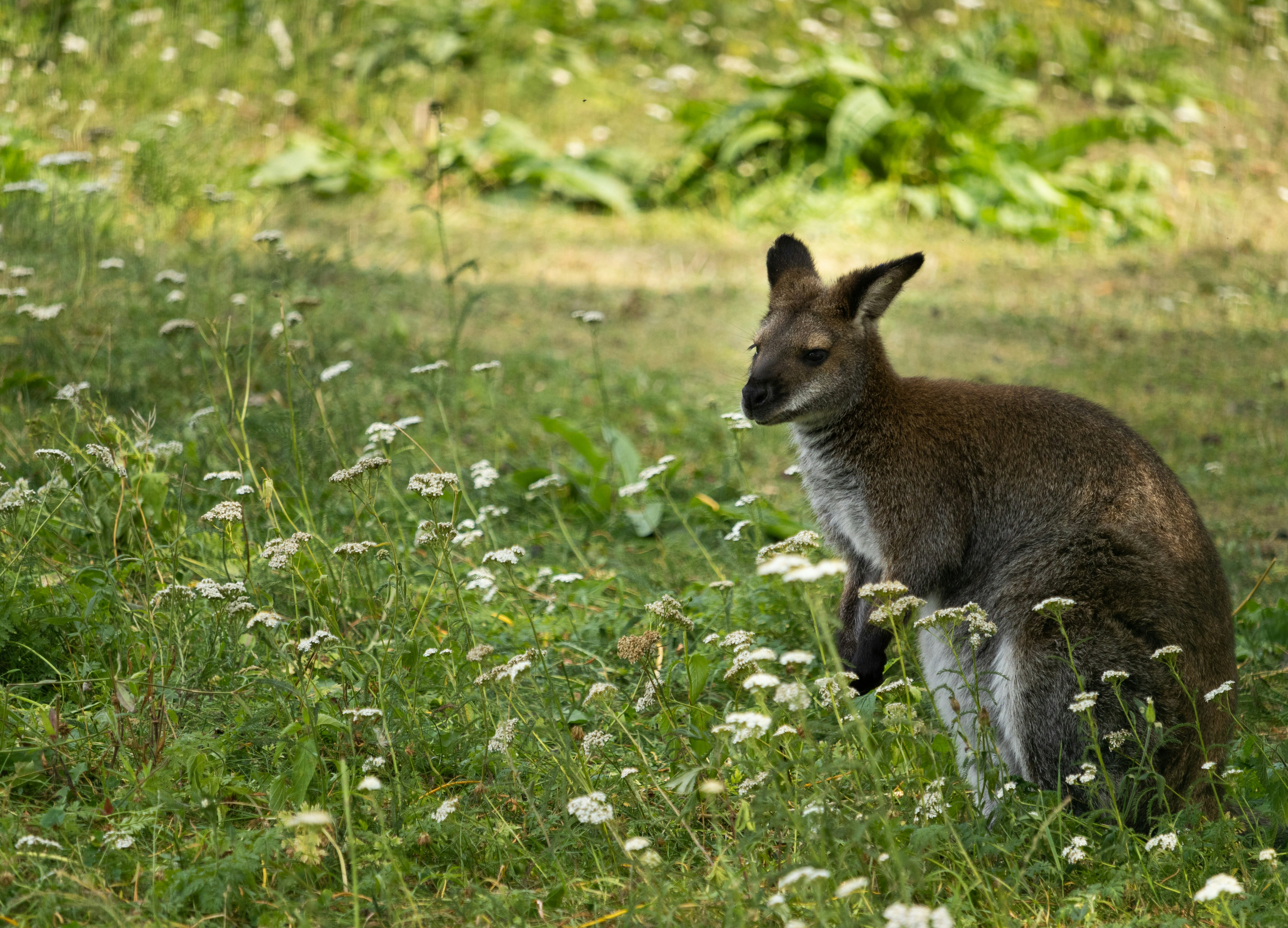 Wallaby in a Summer Meadow: Pause Among Wildflowers