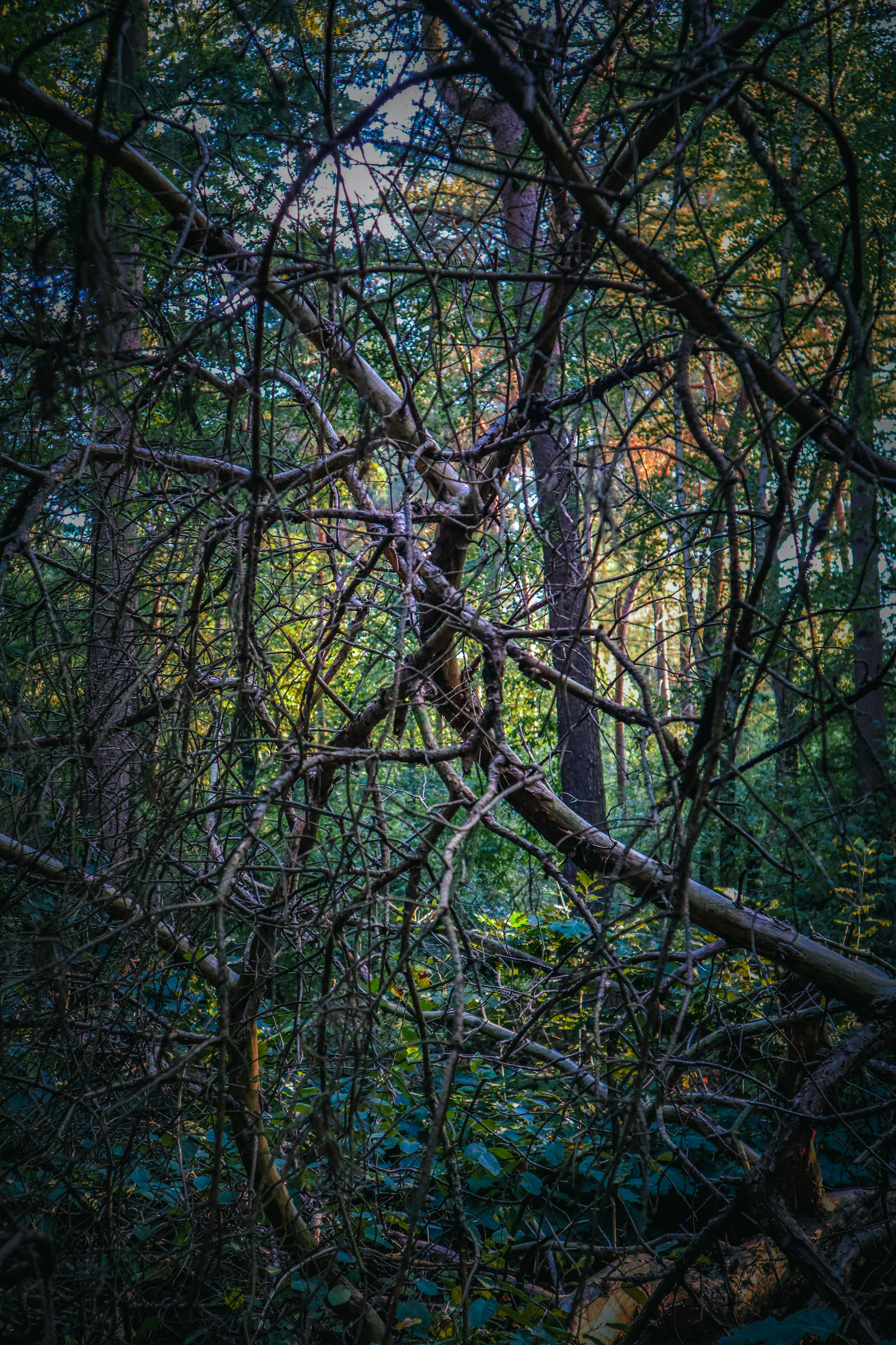 Un árbol con muchas ramas foto – Imagen de Ramas de árbol gratuita en ...
