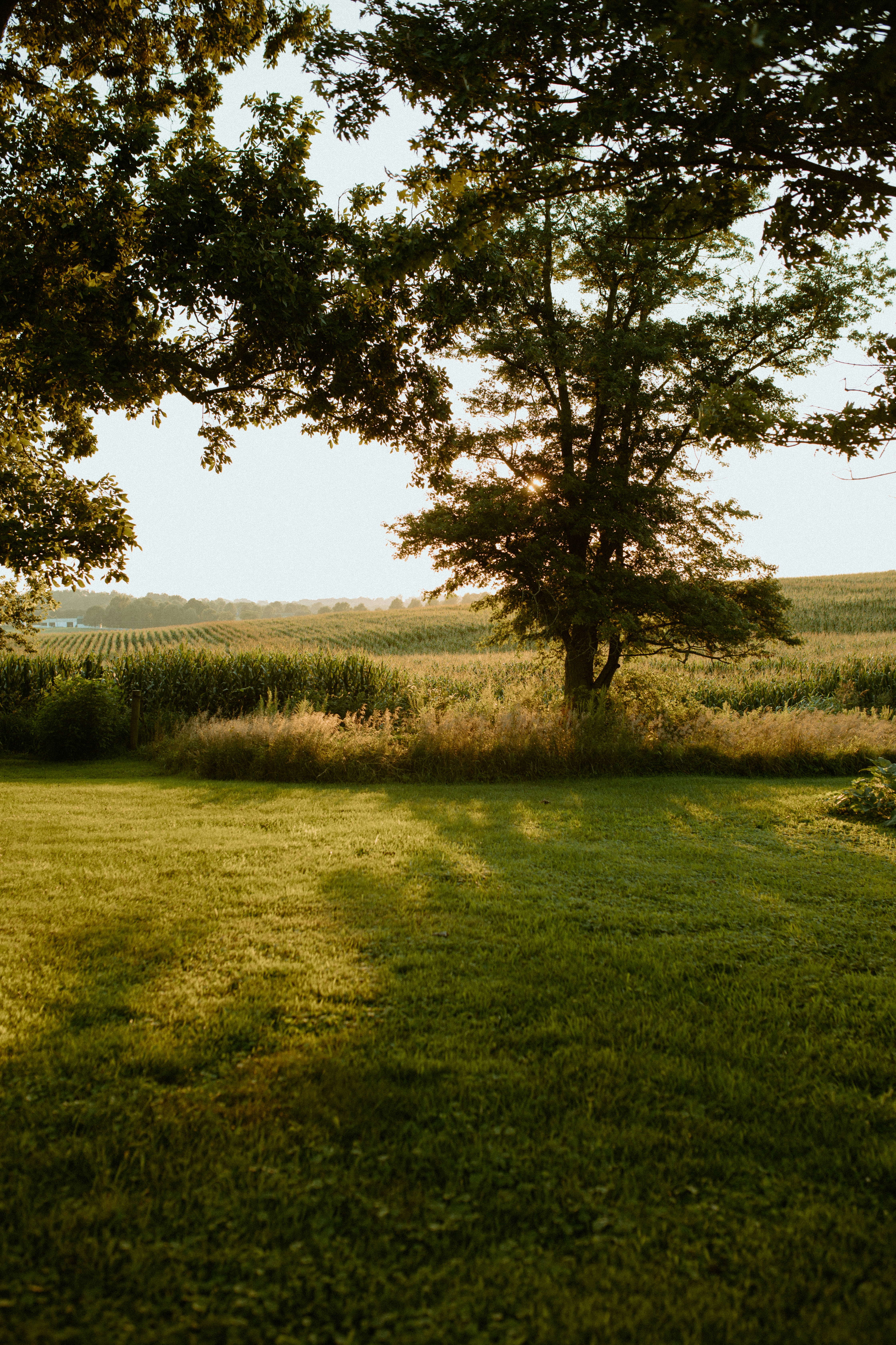 A tree in a field photo – Free Tree Image on Unsplash