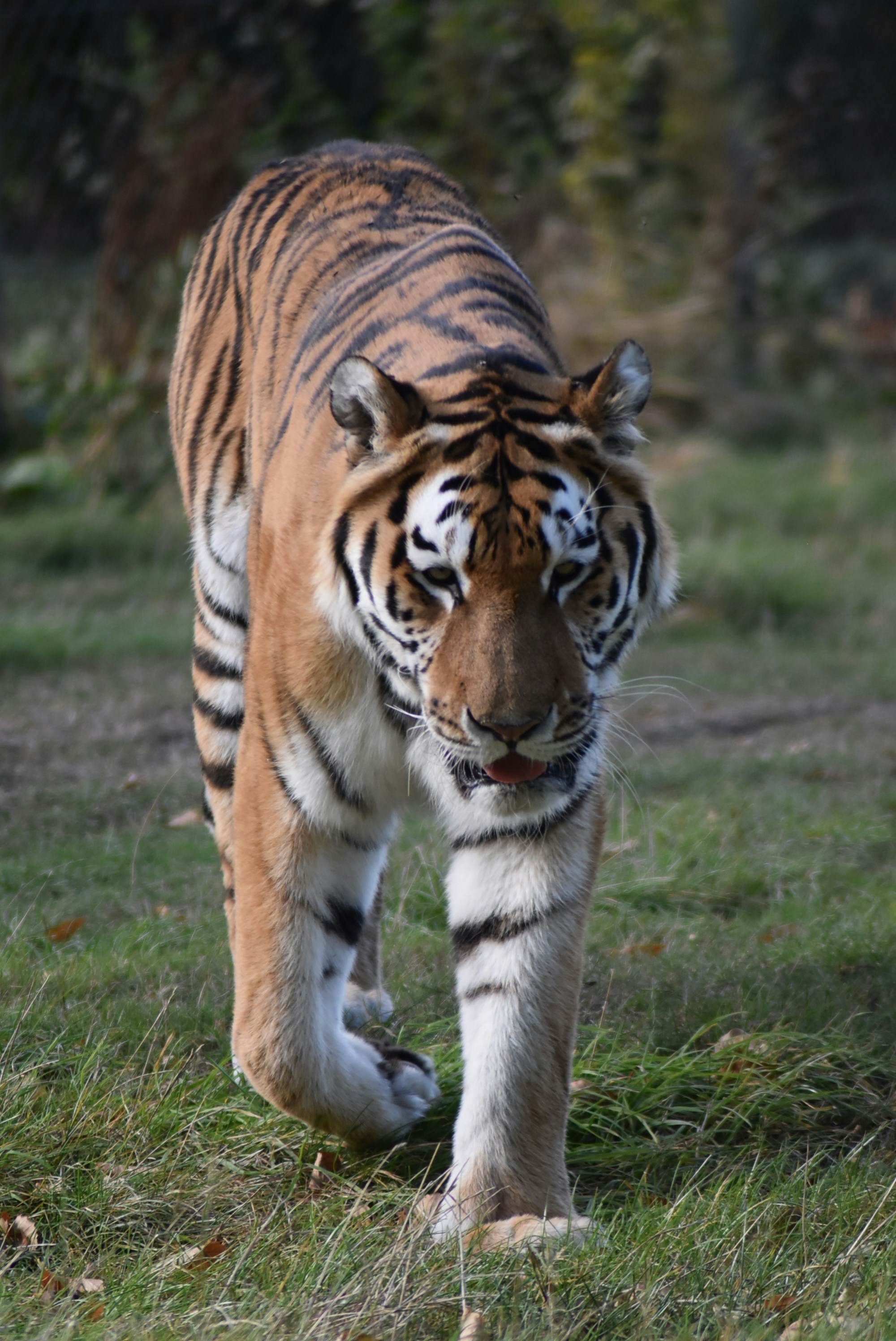 A Serenading Stomp: Tiger in Midstep Across Sunlit Grass