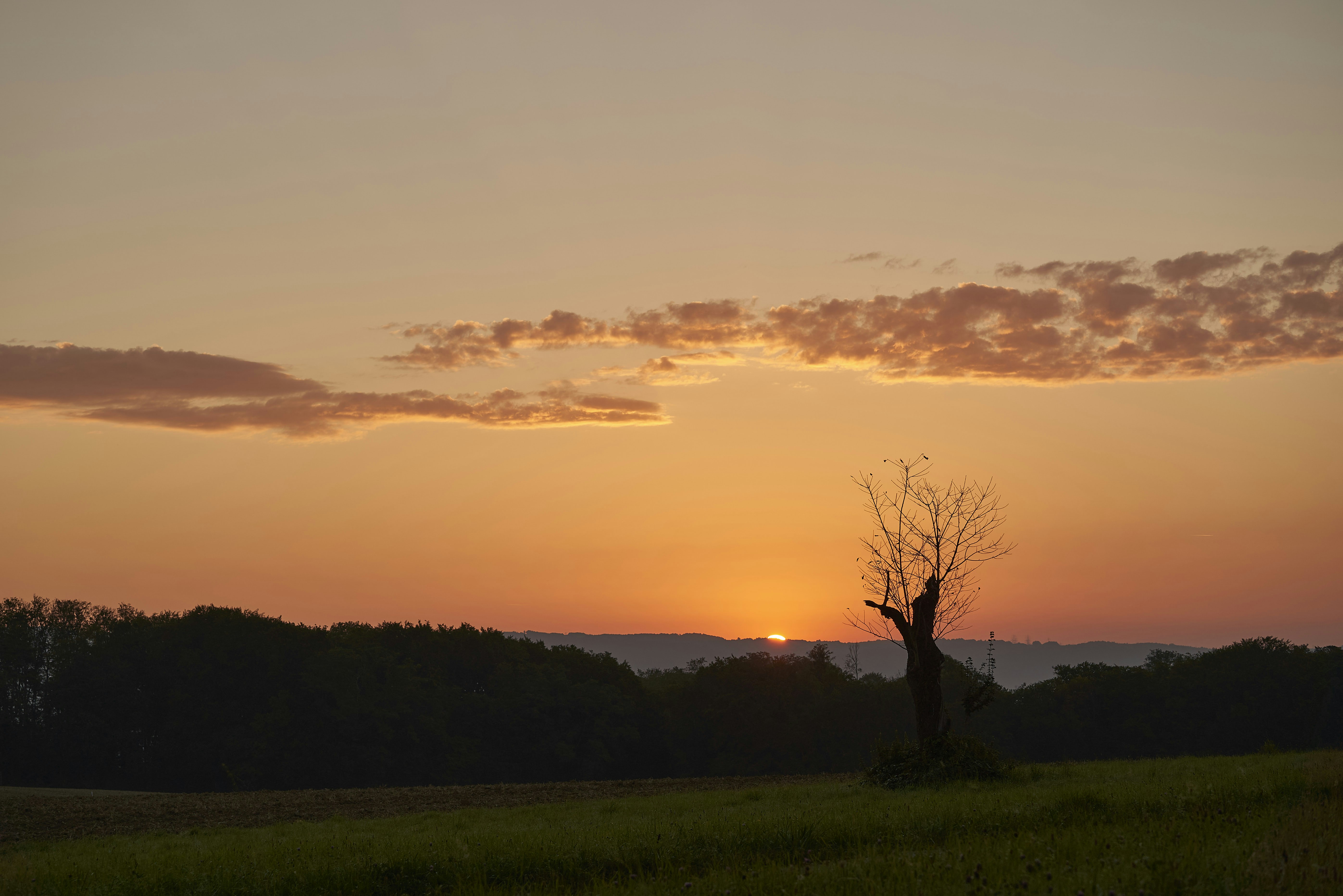 A tree in a field photo – Free Black Image on Unsplash