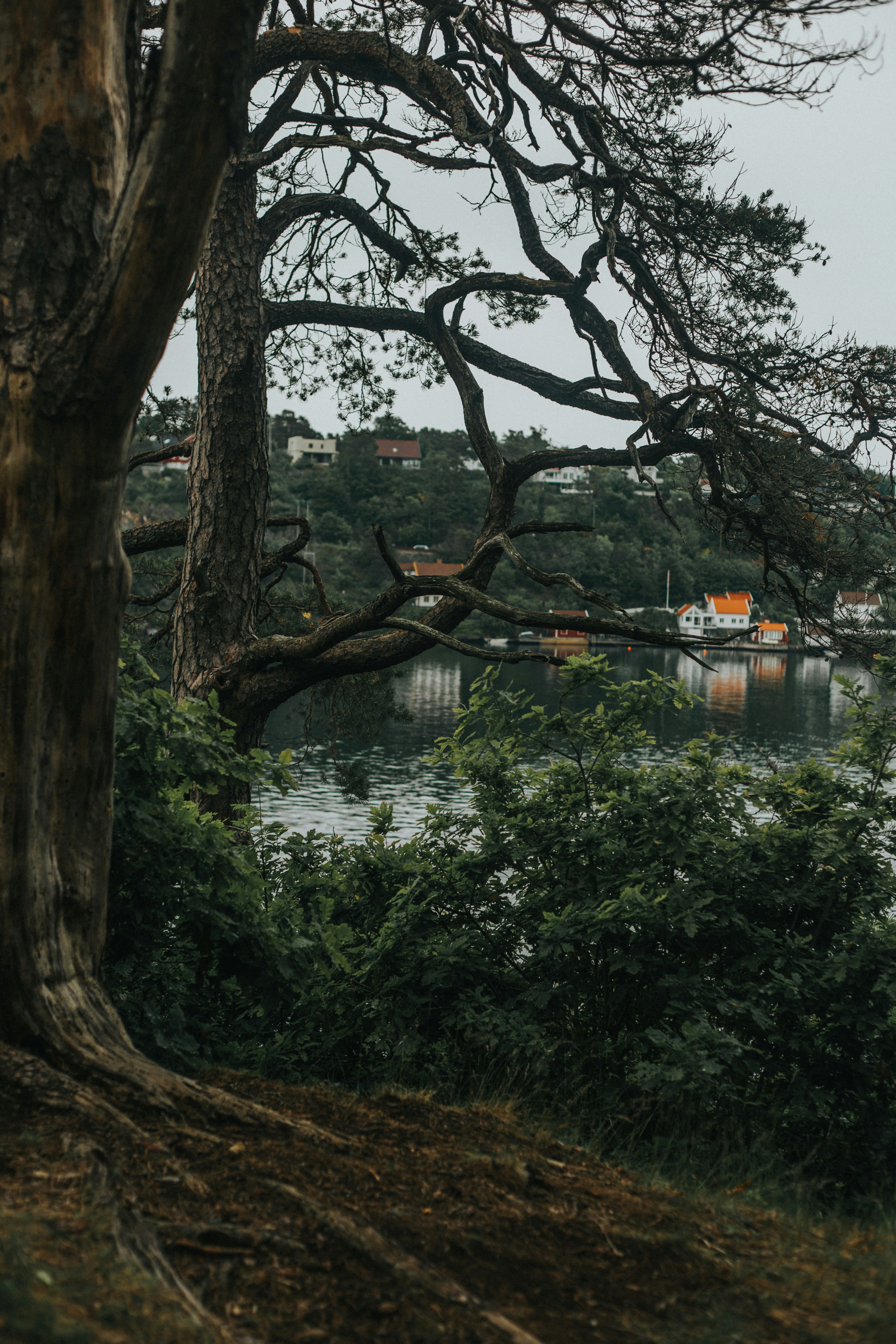 Gnarled Pines Framing a Quiet Lakeside Village