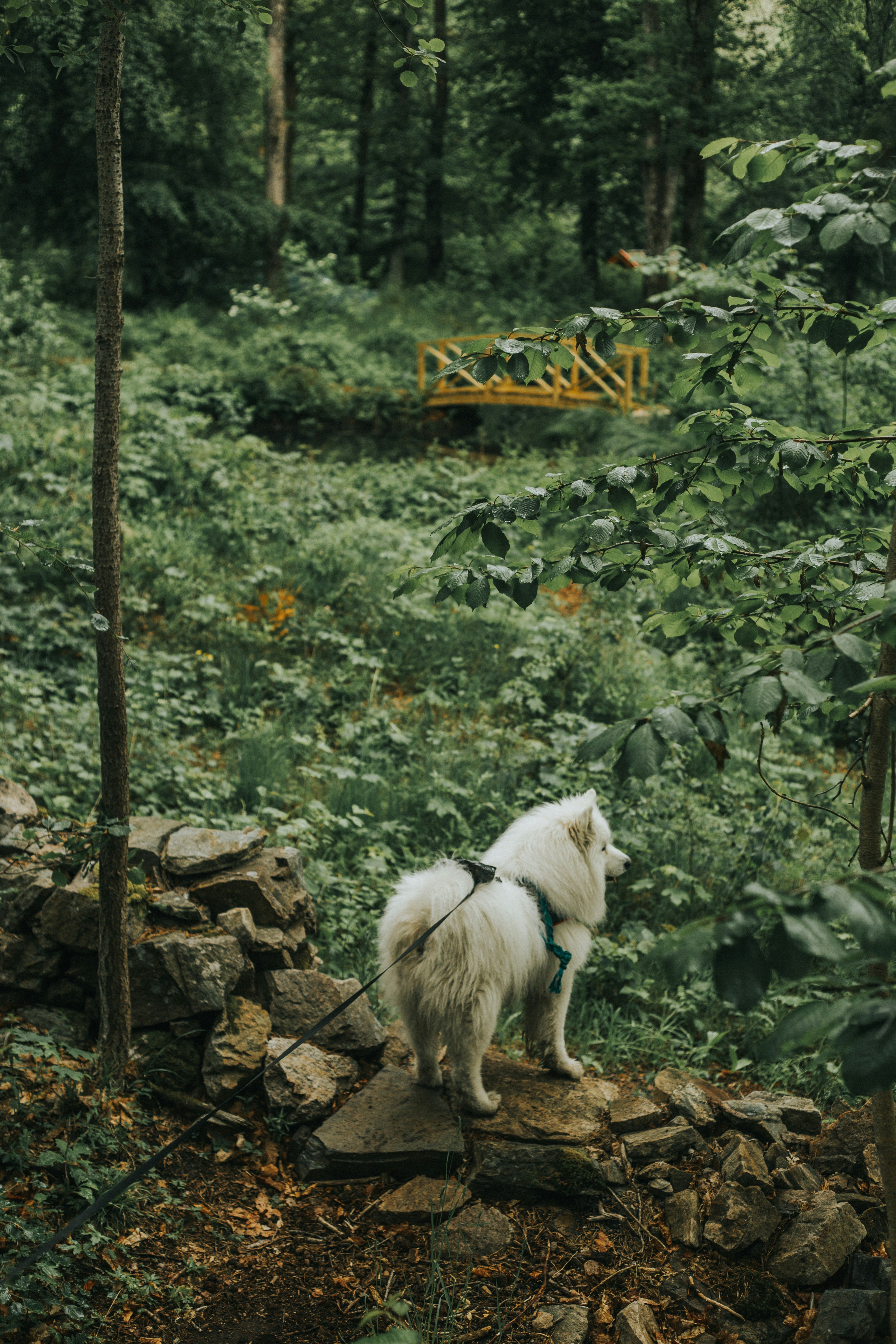 White Sentinel on a Stone Ledge: A Forest Path Reveals a Yellow Bridge
