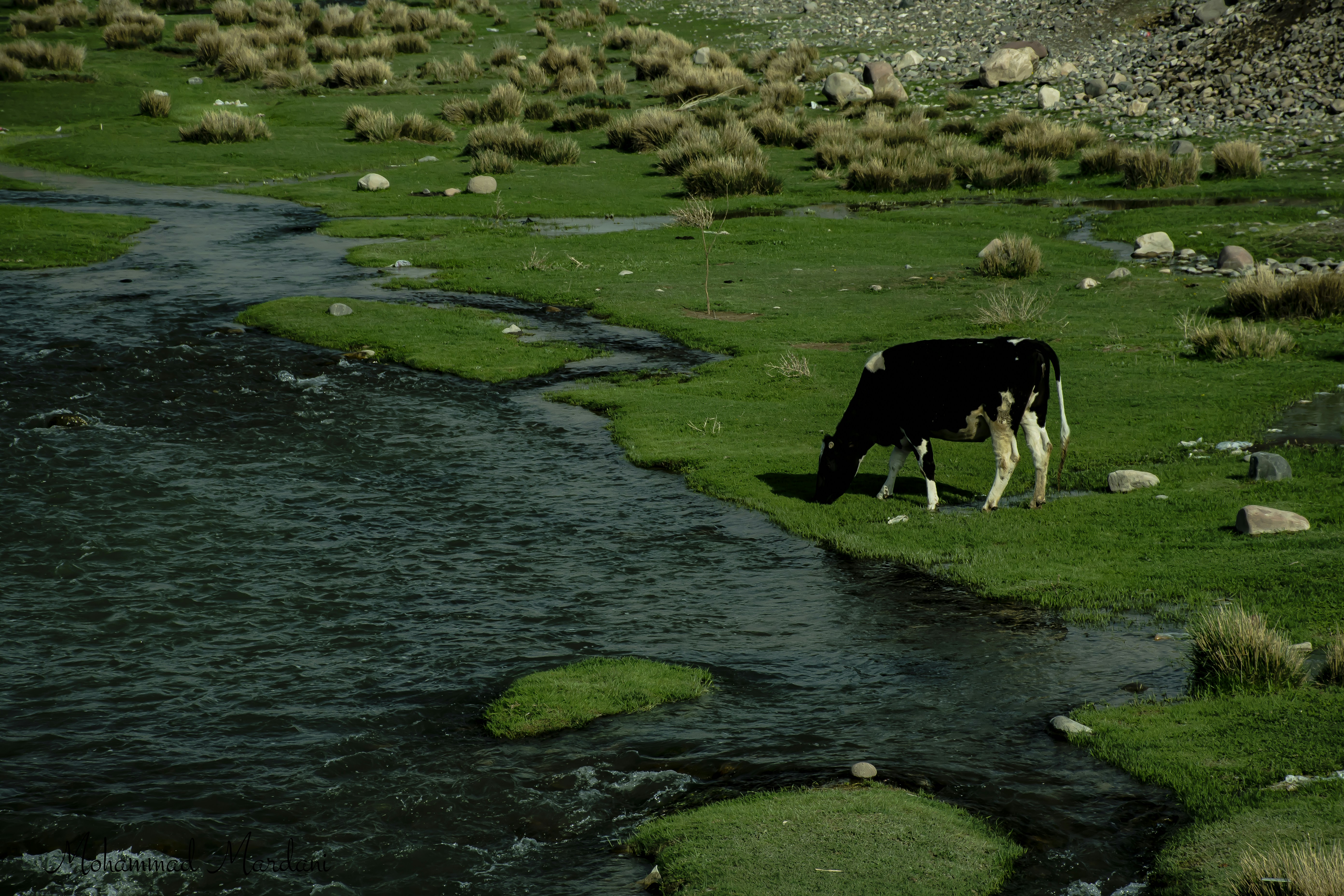 a cow grazing on a hill